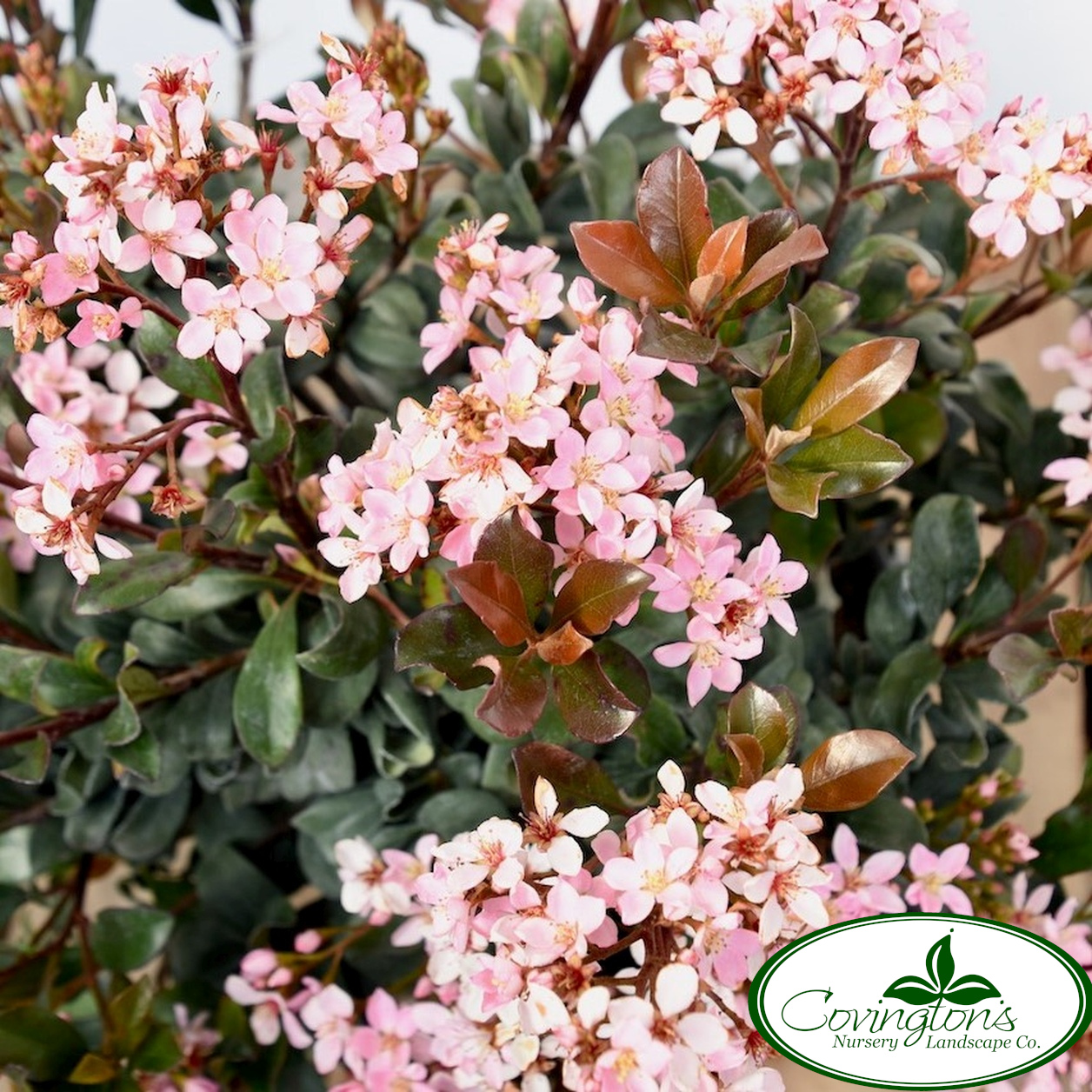 HAWTHORN dwarf pink – Covingtons