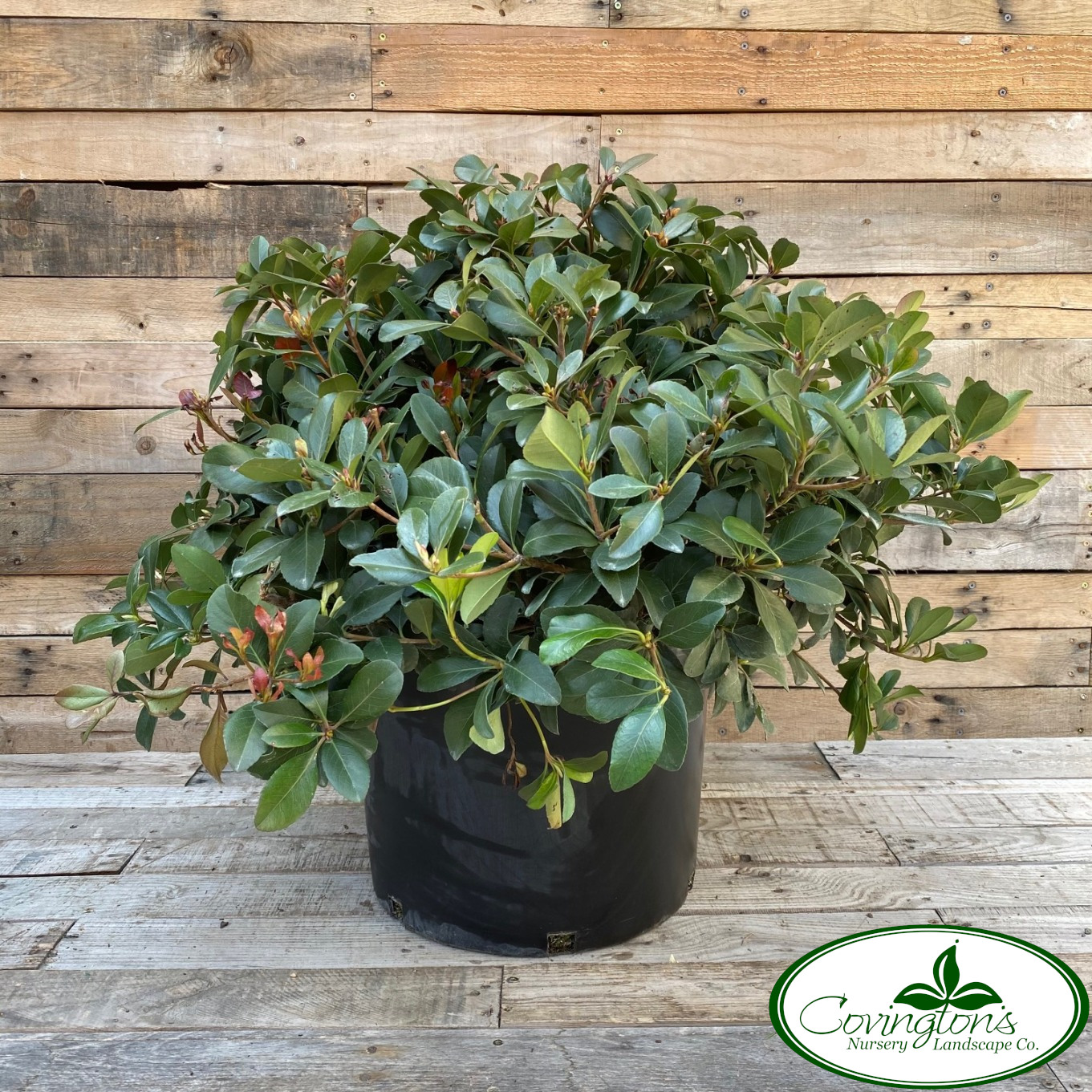 HAWTHORN snow white – Covingtons