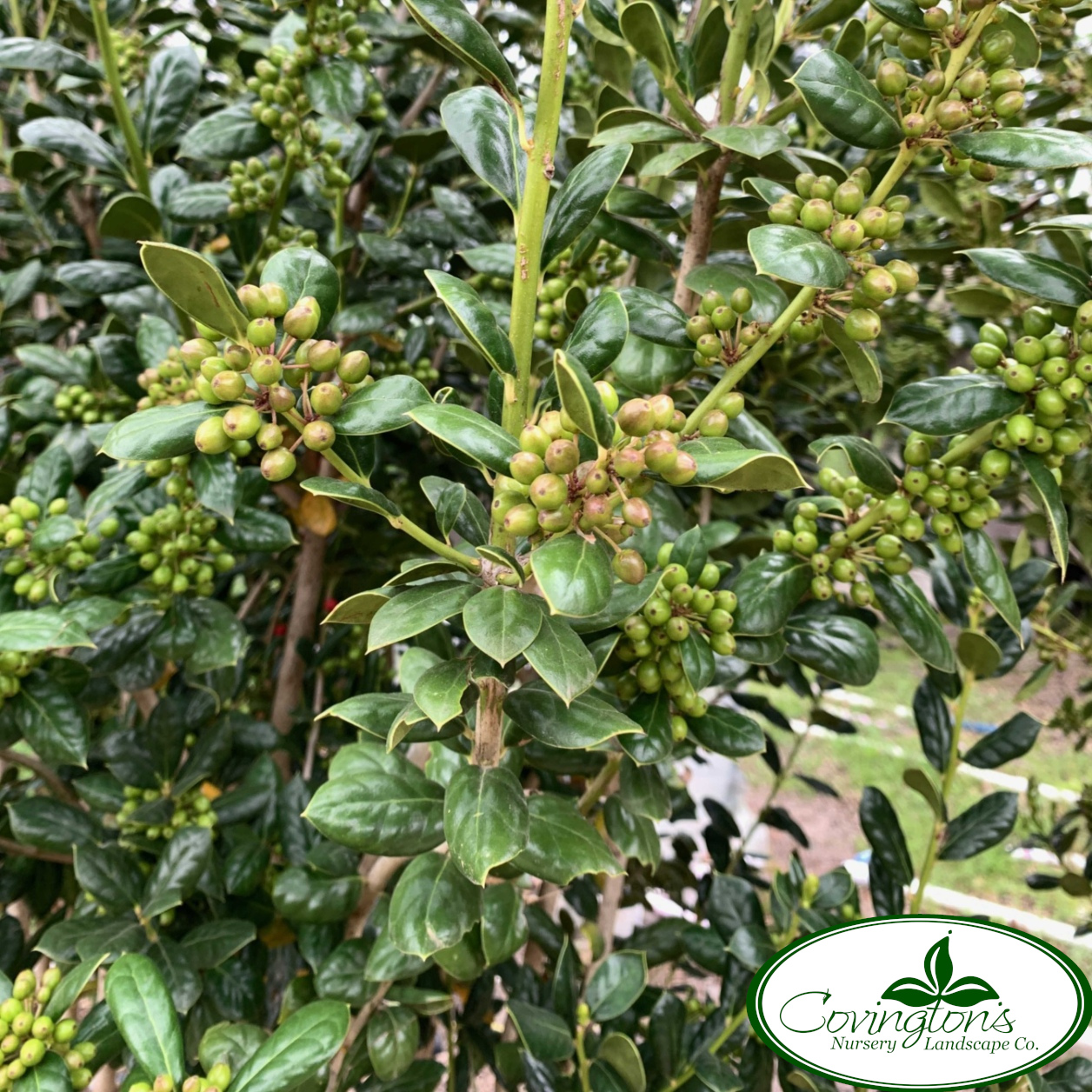 HOLLY burford std. – Covingtons