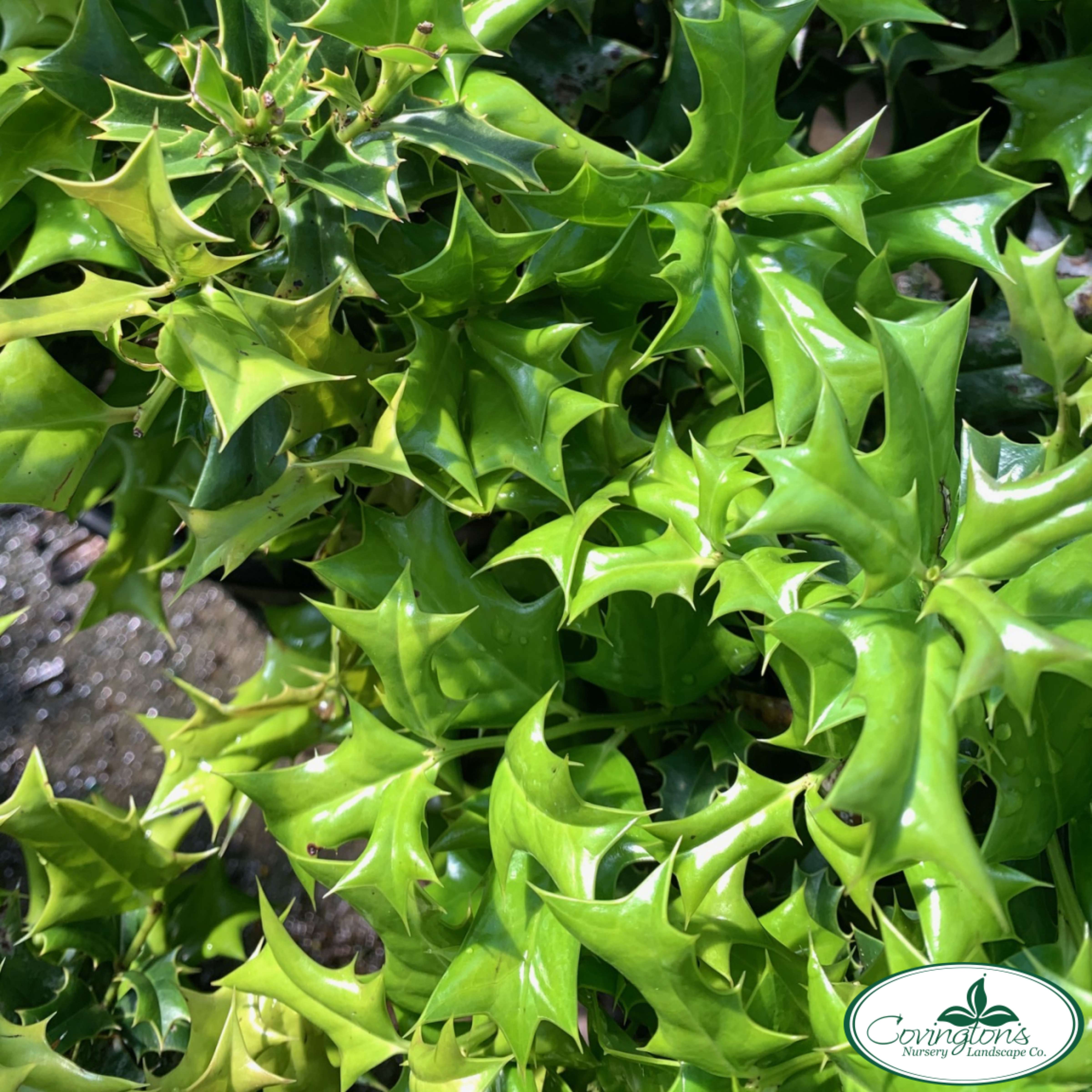 HOLLY chinese – Covingtons