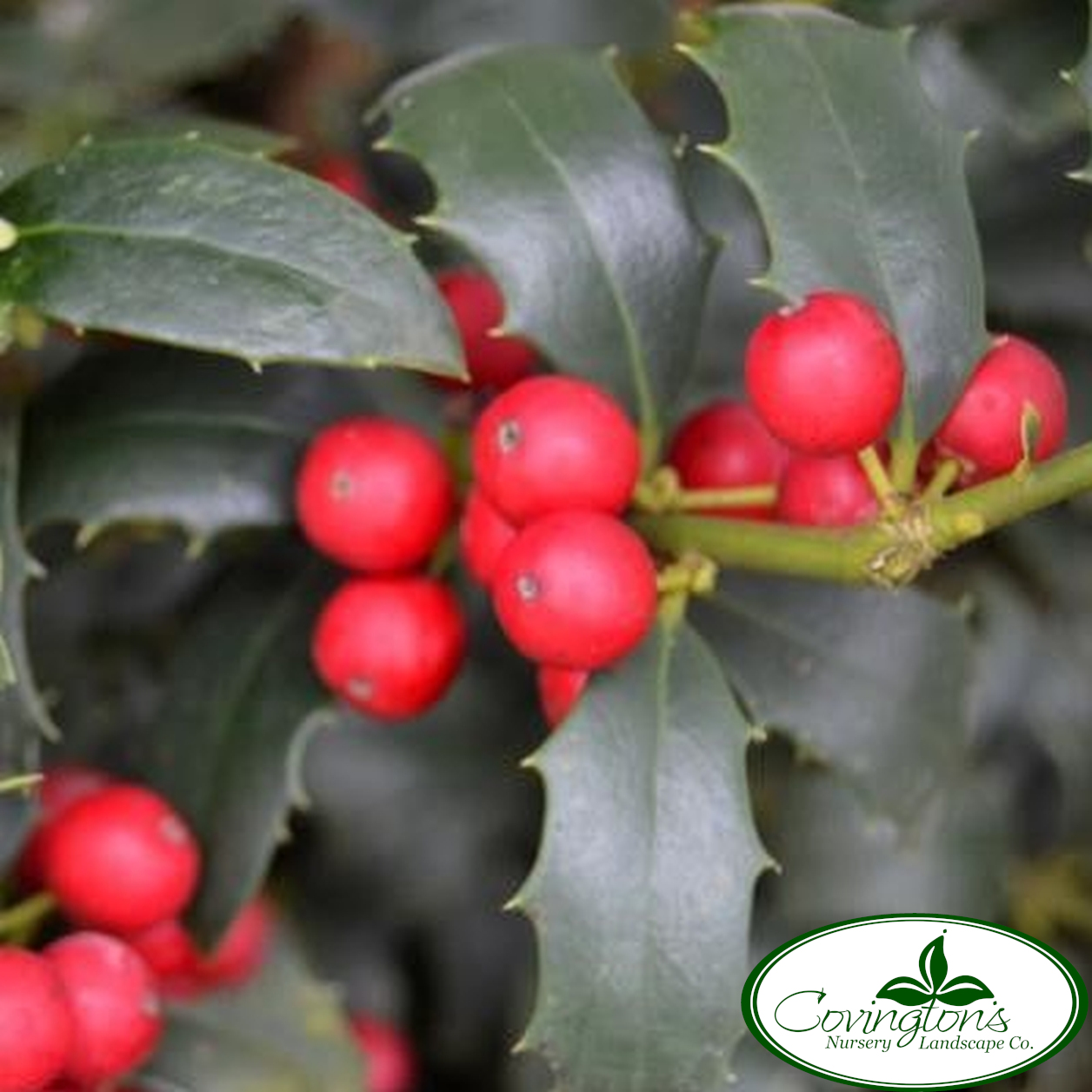 HOLLY christmas jewel® – Covingtons
