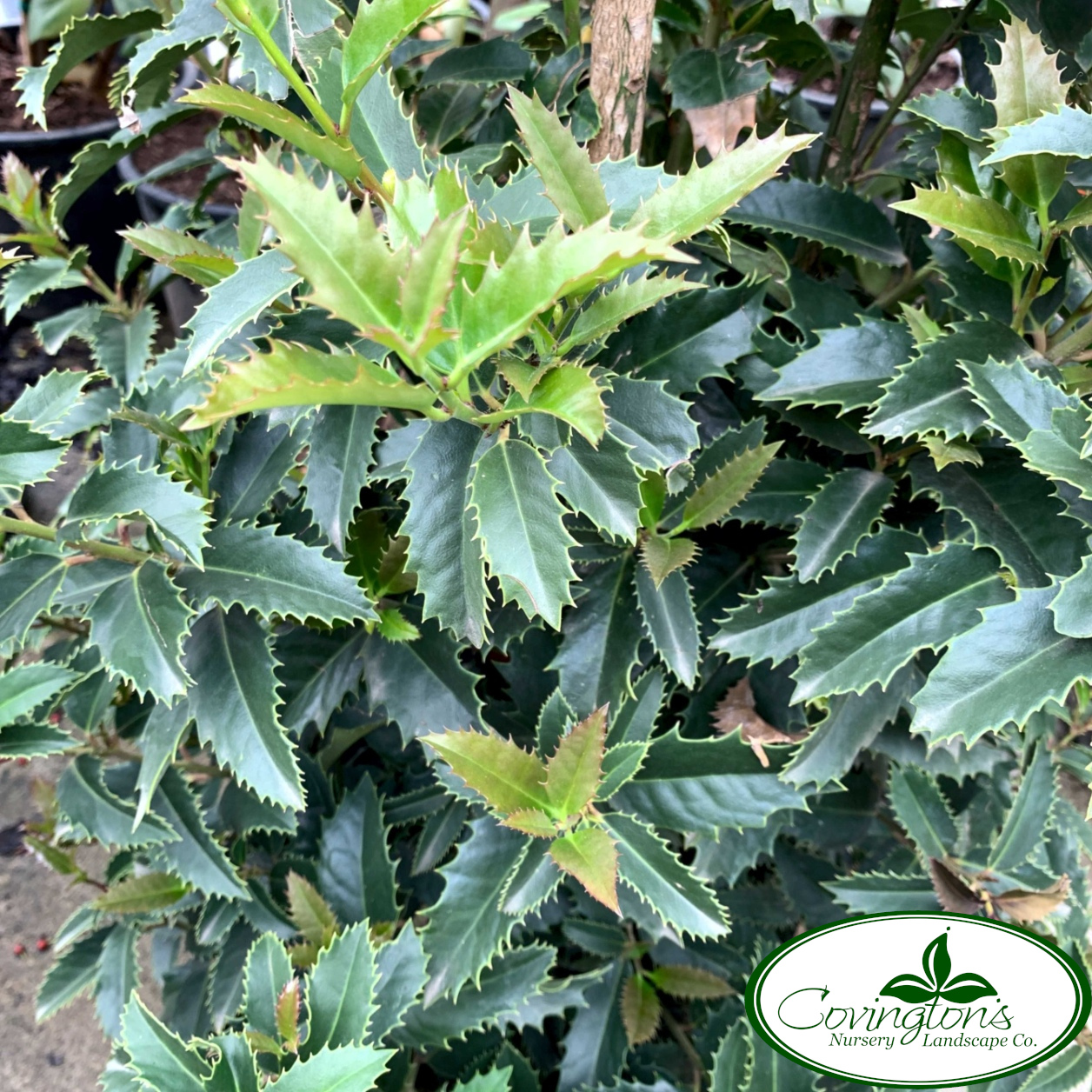 HOLLY crown point™ – Covingtons