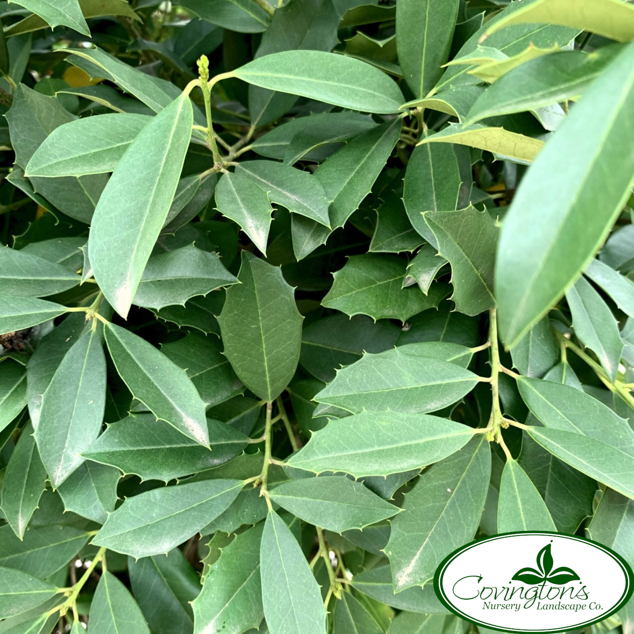 HOLLY eagleston – Covingtons