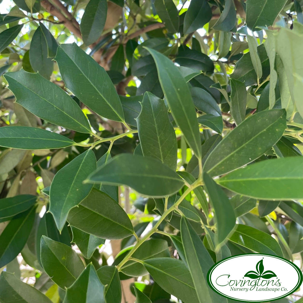 HOLLY eagleston patio tree – Covingtons