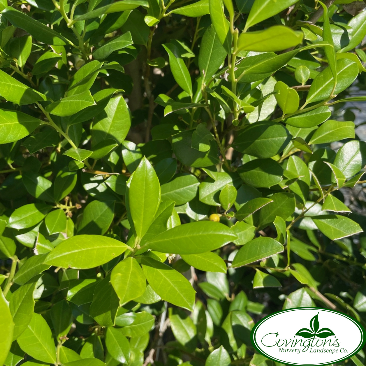 HOLLY east palatka patio tree – Covingtons