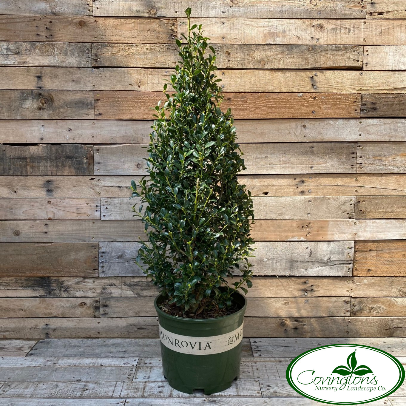 HOLLY emerald colonnade® – Covingtons