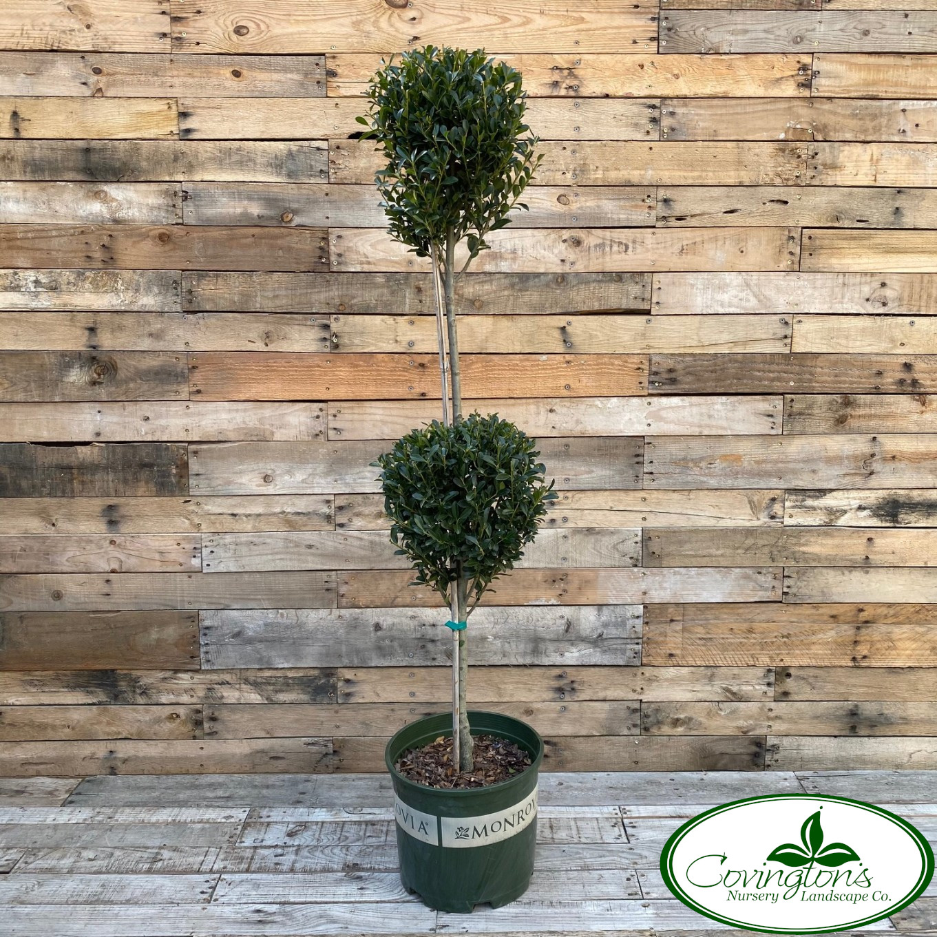 HOLLY emerald colonnade 2 ball – Covingtons