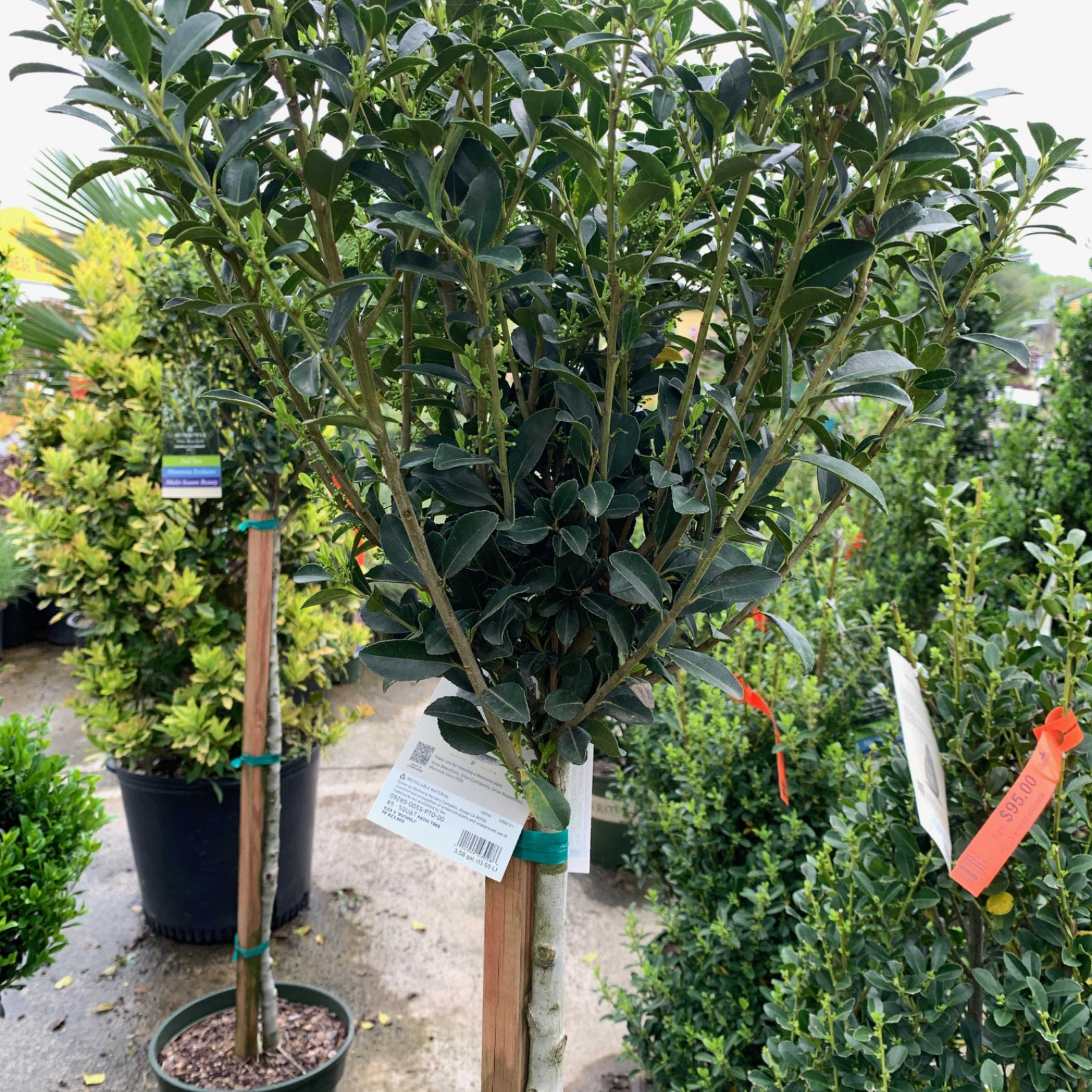 HOLLY emerald colonnade patio – Covingtons