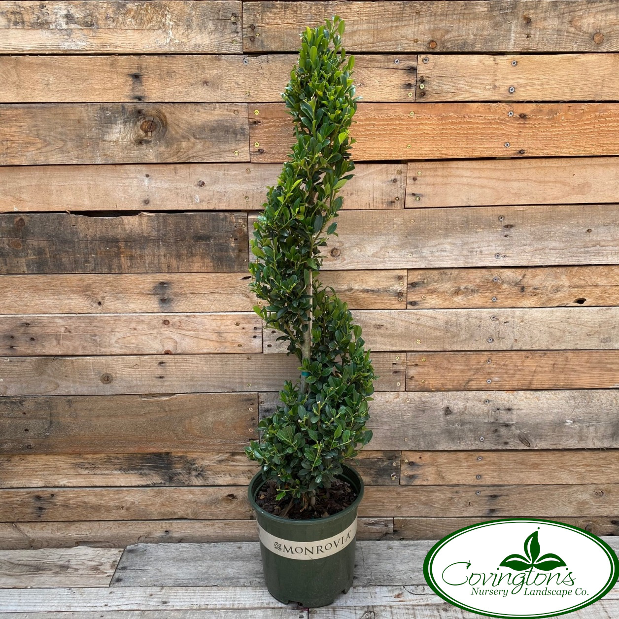 HOLLY emerald colonnade spiral – Covingtons