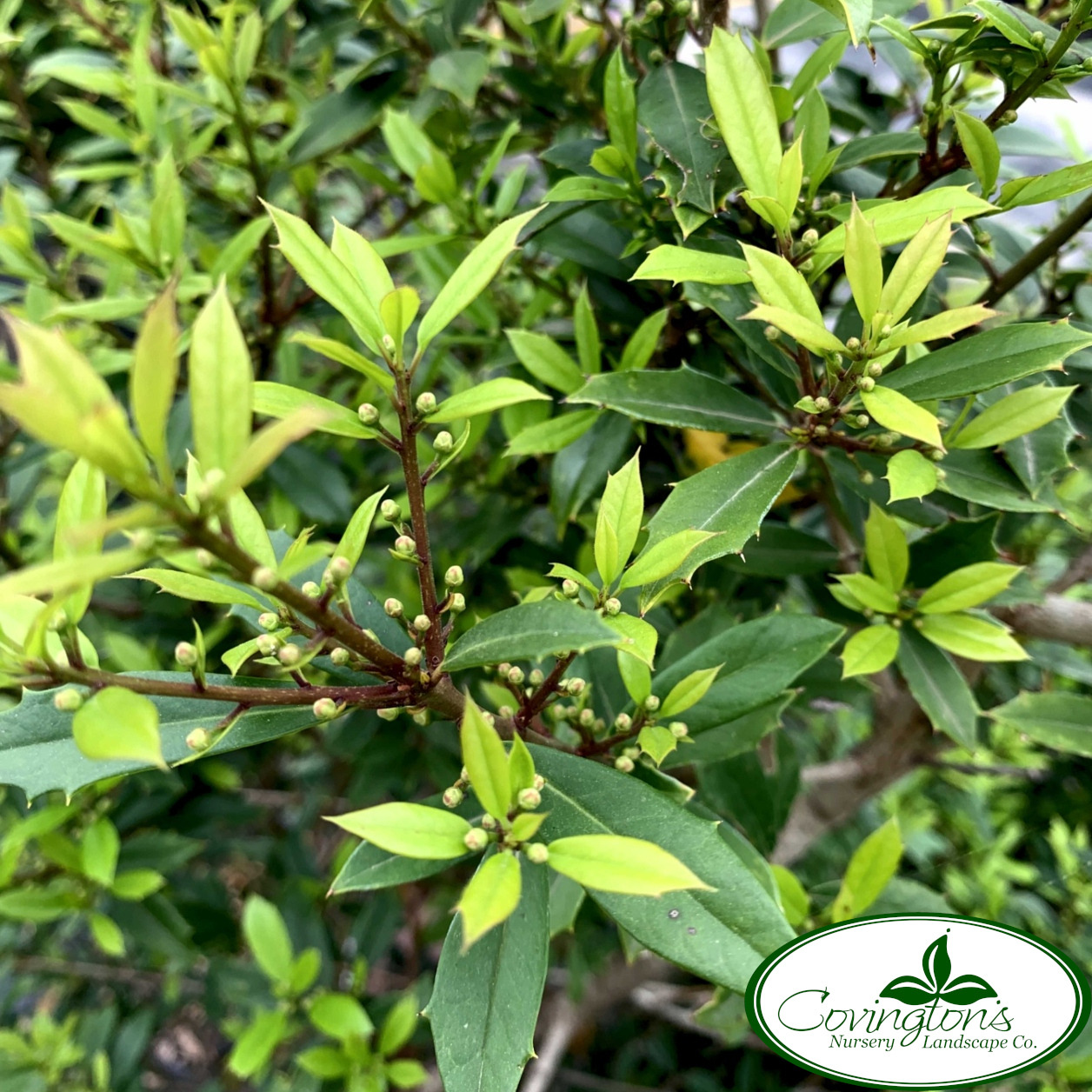 HOLLY foster – Covingtons