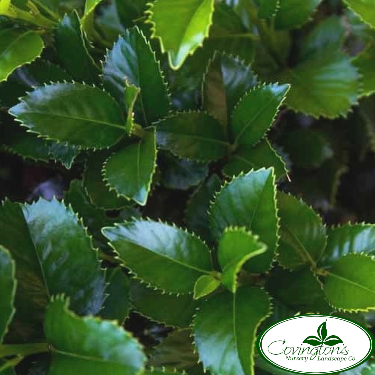 HOLLY liberty™ – Covingtons