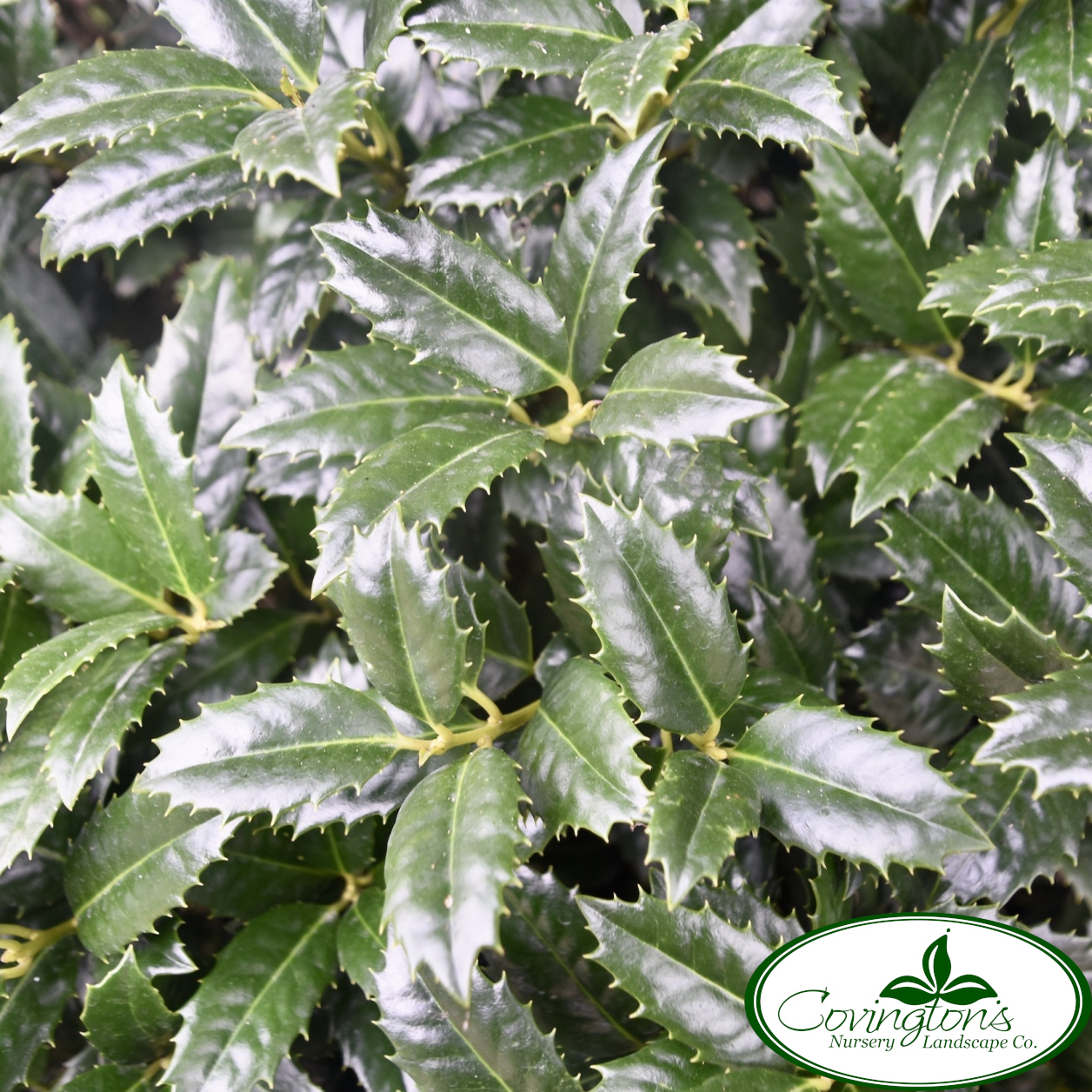 HOLLY mary nell – Covingtons