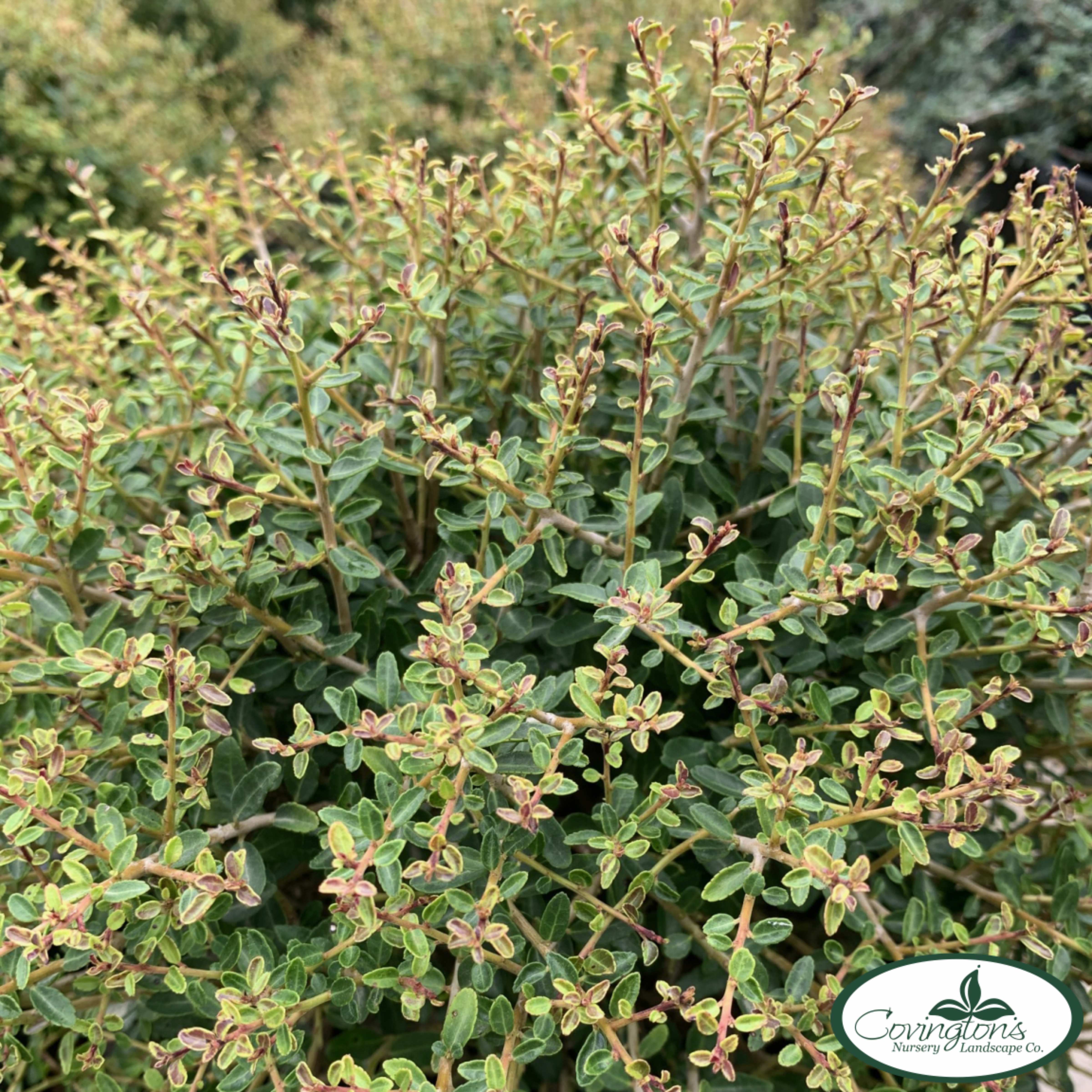 HOLLY micron® – Covingtons