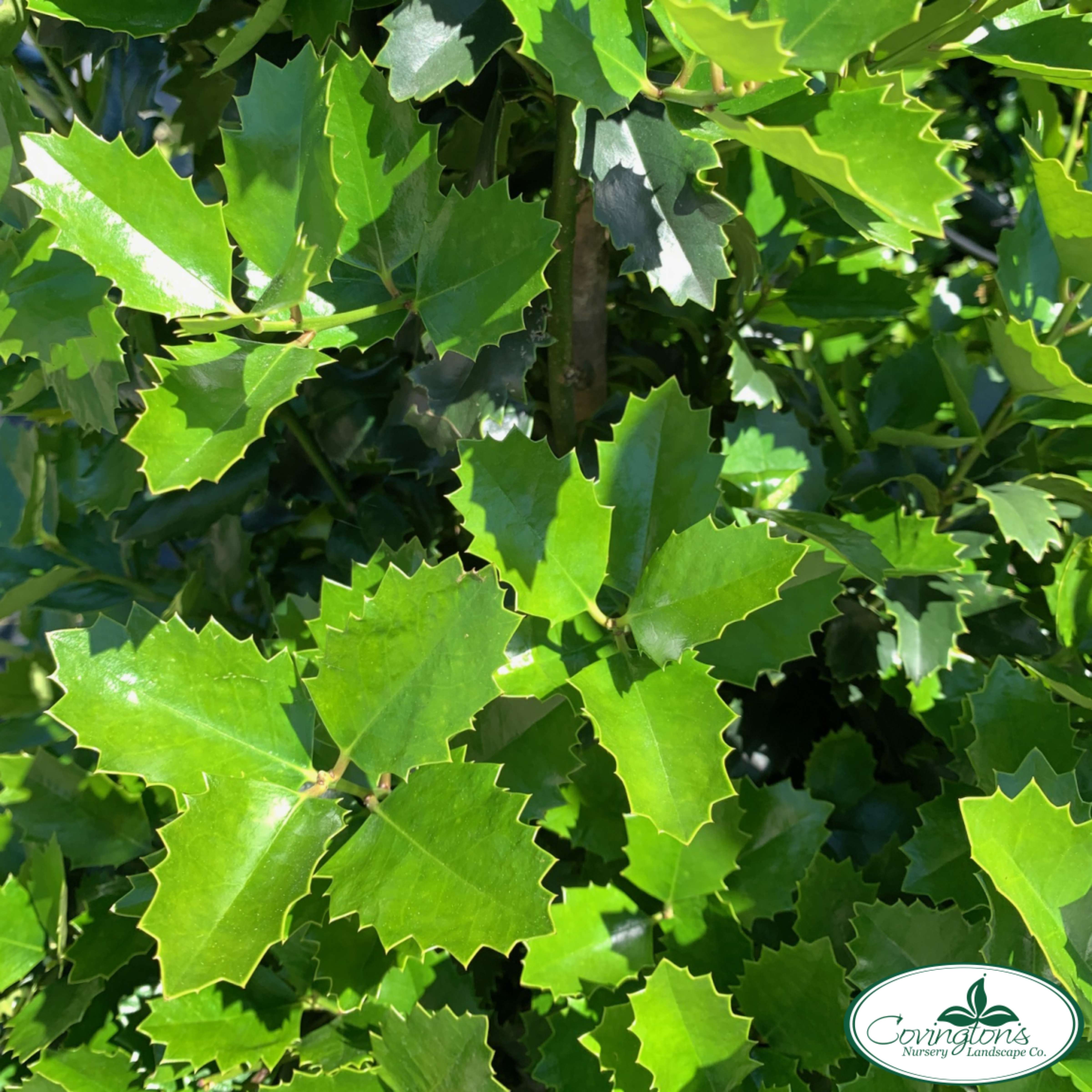 HOLLY monarch™ – Covingtons