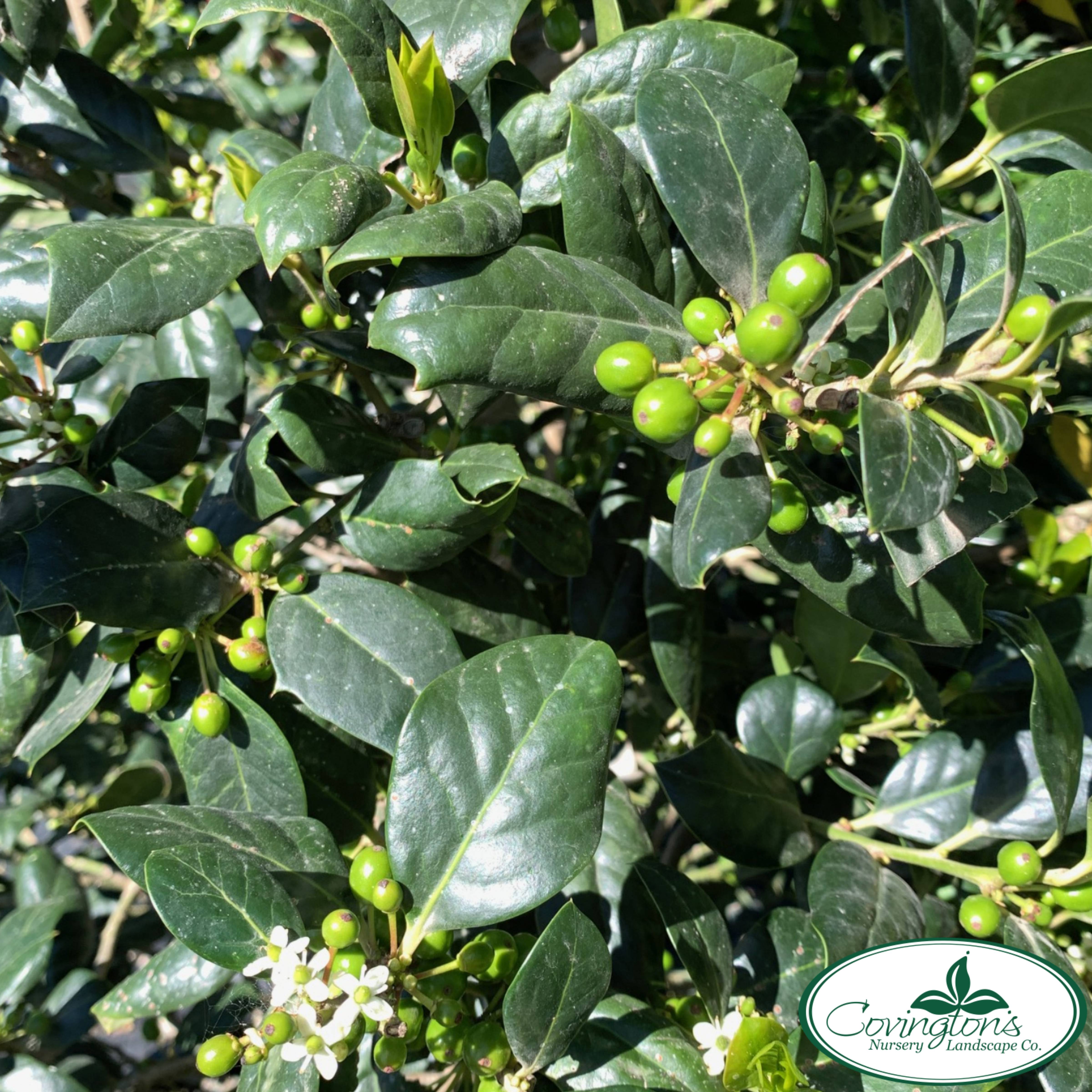 HOLLY nellie r. stevens multi – Covingtons