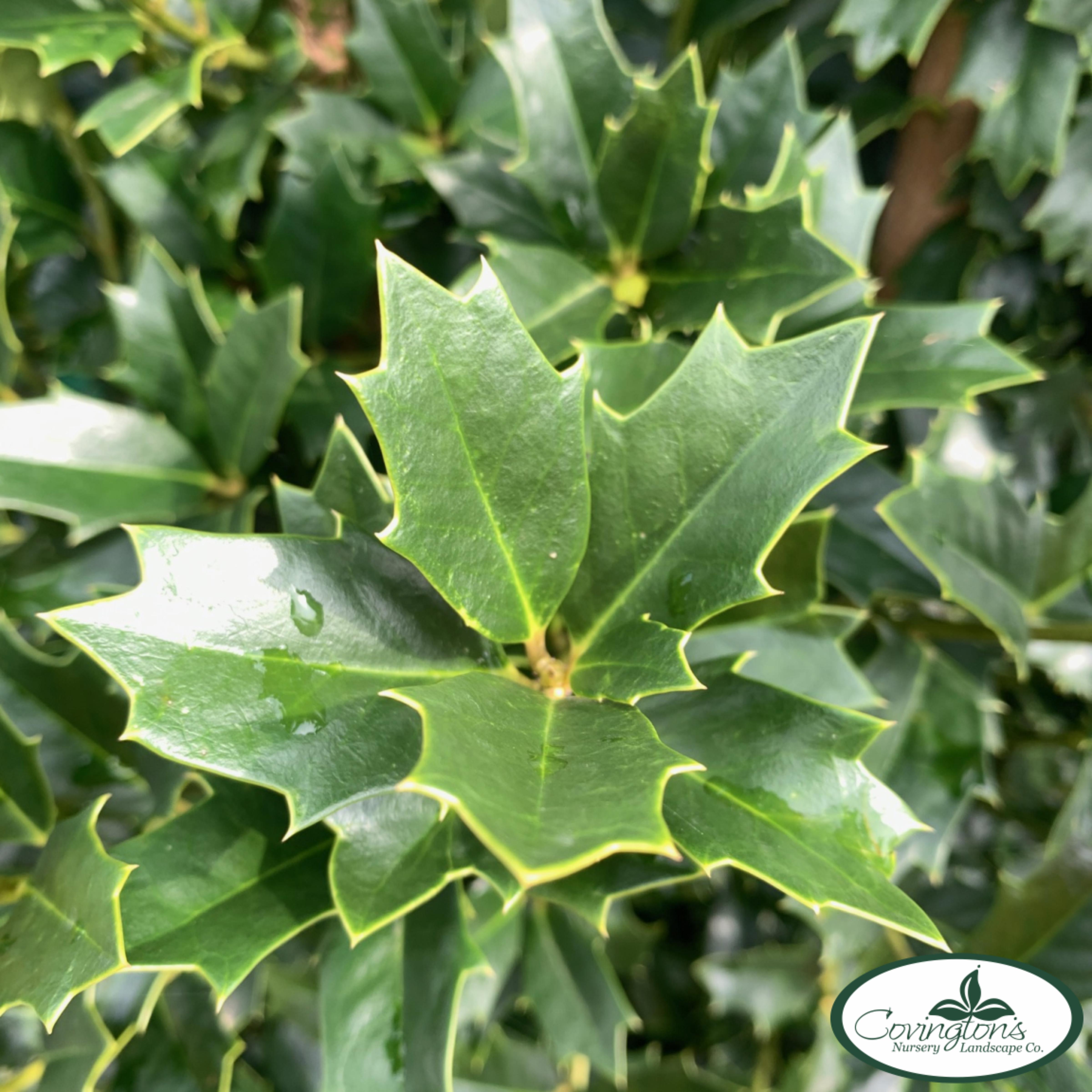 HOLLY oakland – Covingtons