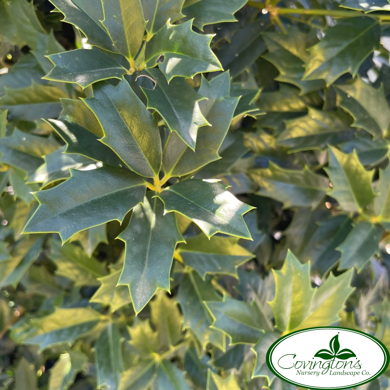 HOLLY oakland patio tree – Covingtons