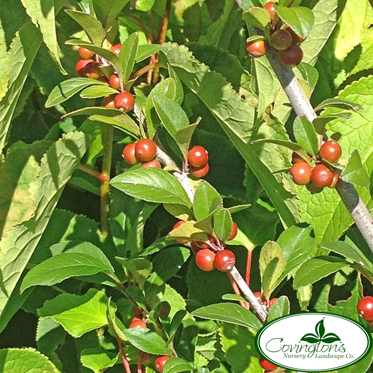 HOLLY possum haw warren’s red – Covingtons