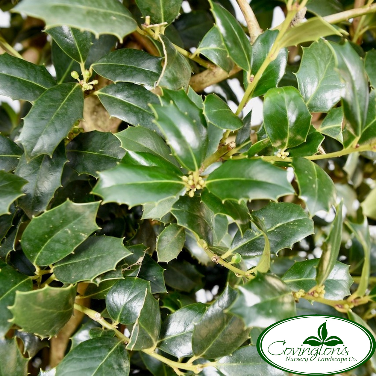 HOLLY robin™ – Covingtons