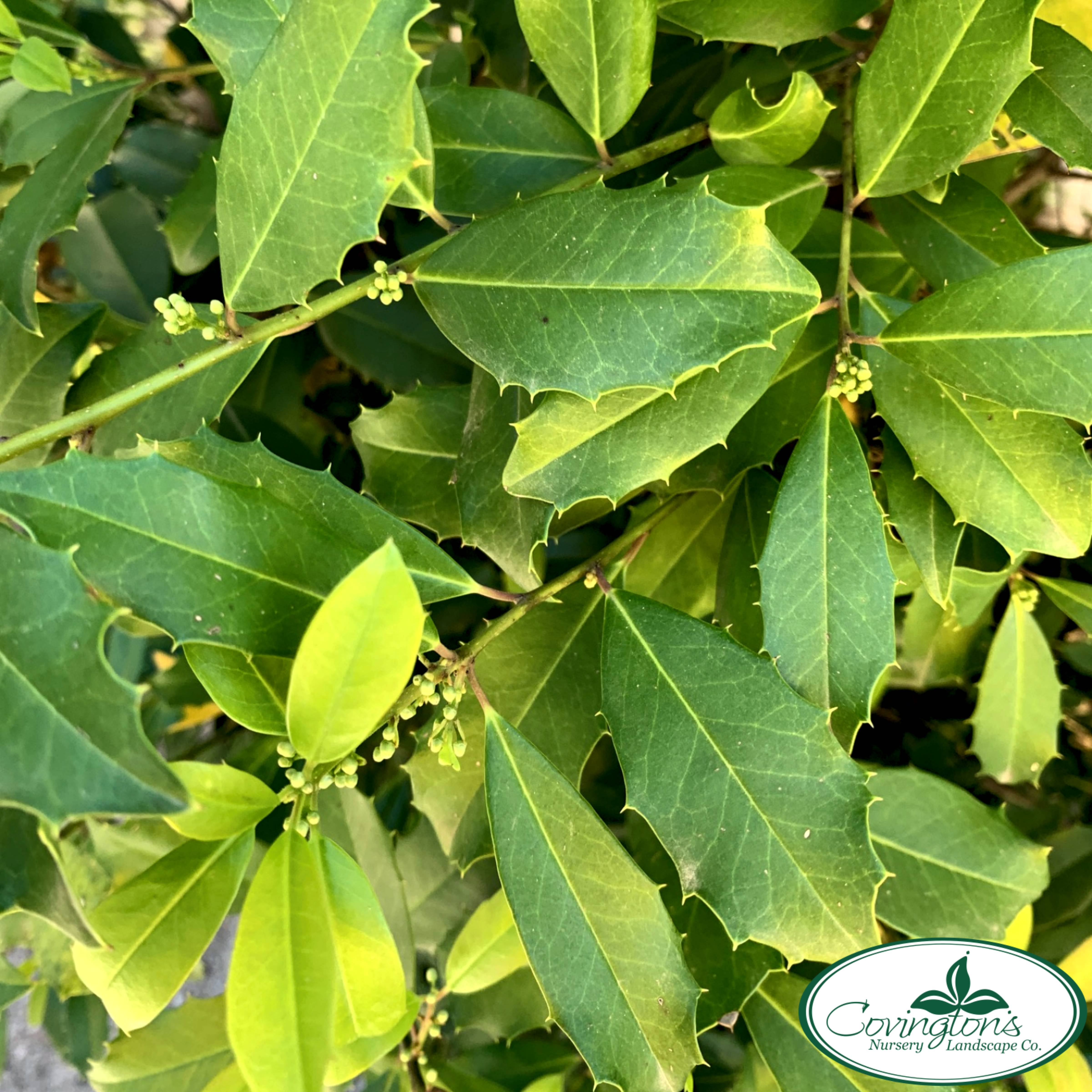 HOLLY savannah – Covingtons