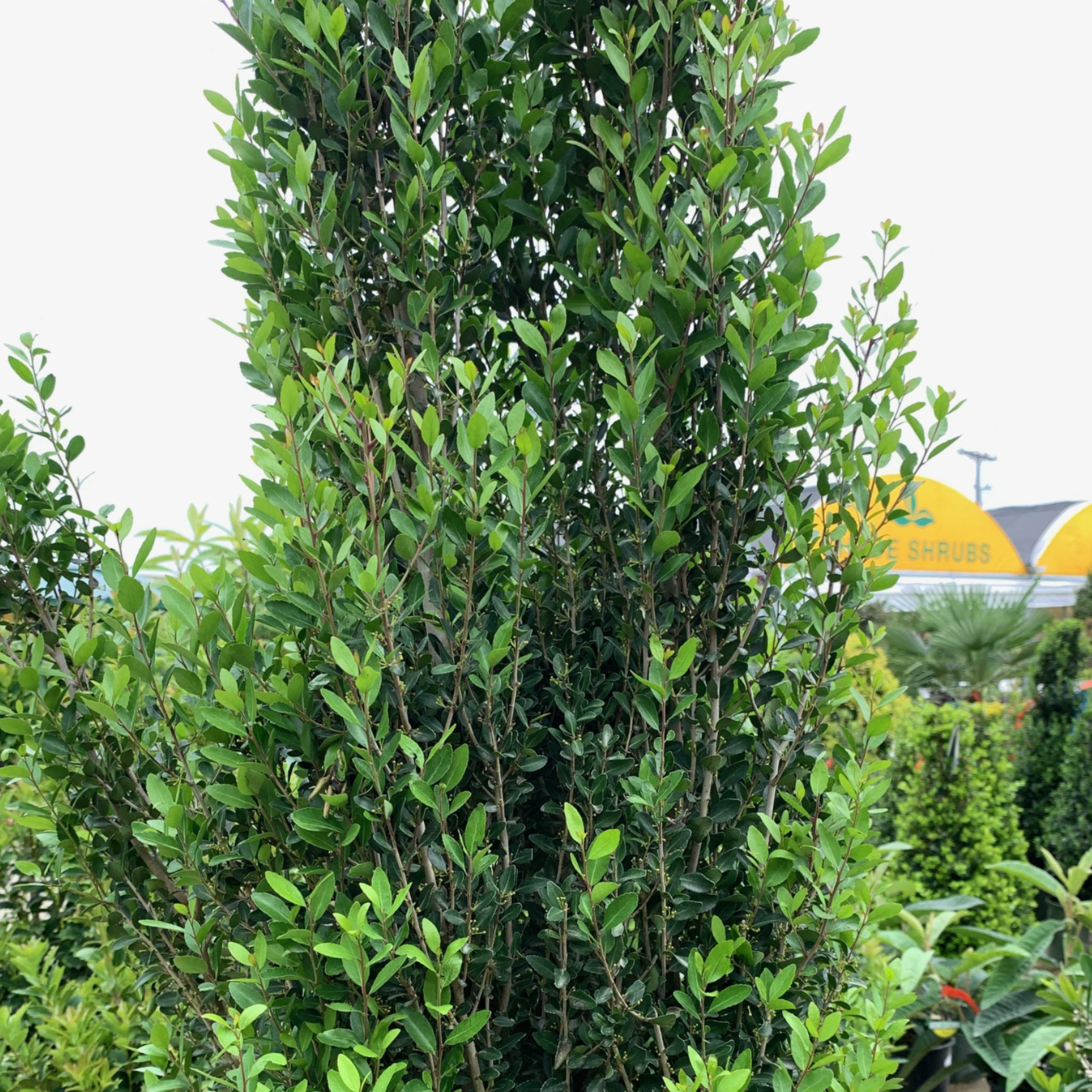 HOLLY skyline™ – Covingtons