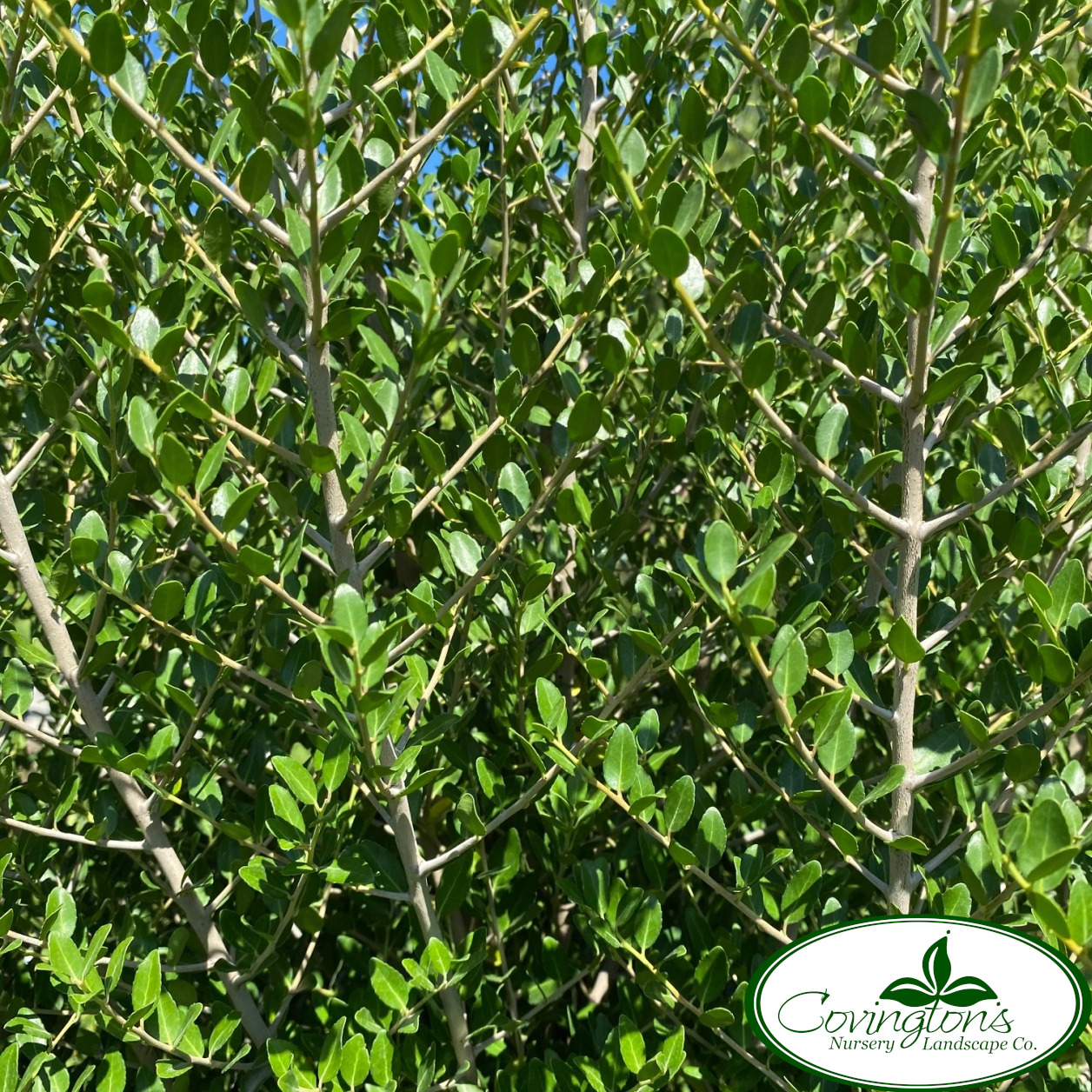 HOLLY skyward™ – Covingtons