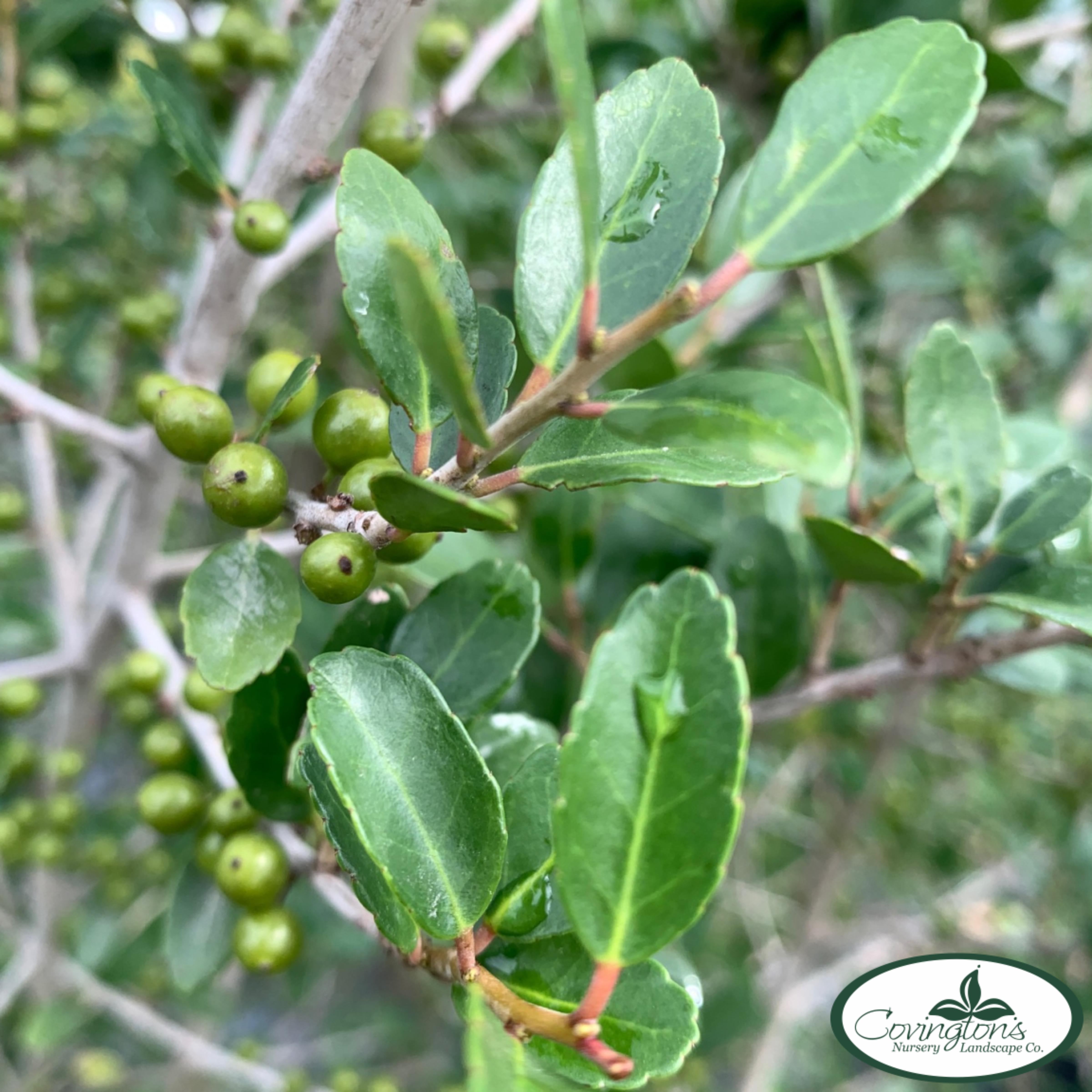 HOLLY yaupon – Covingtons