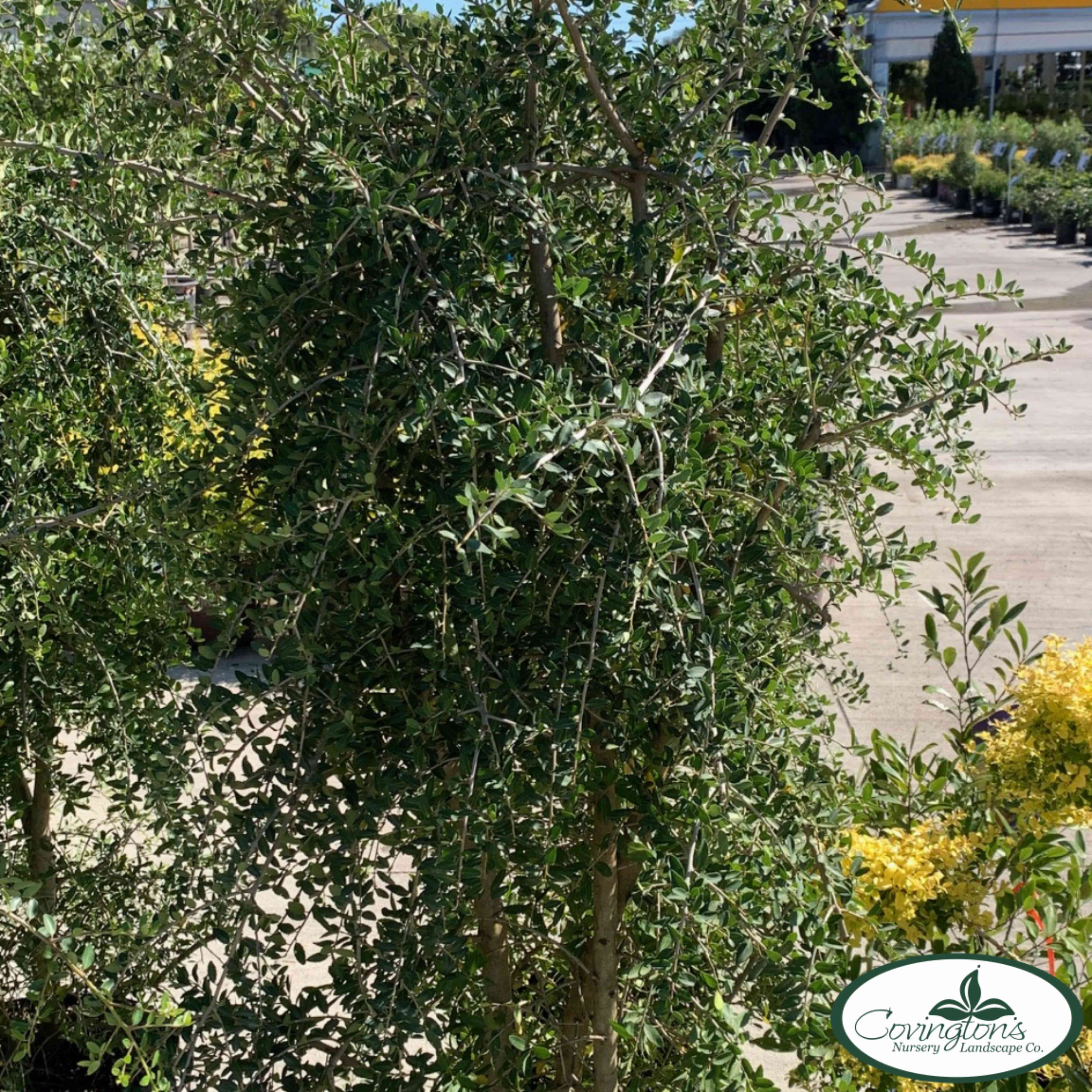 HOLLY yaupon weeping – Covingtons