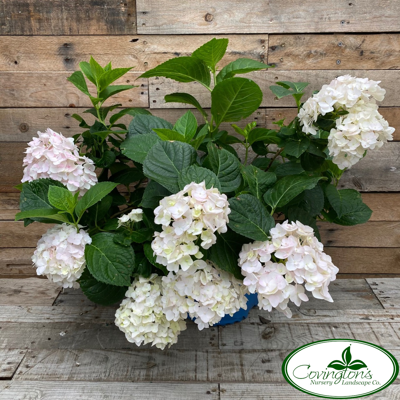 HYDRANGEA blushing bride® – Covingtons