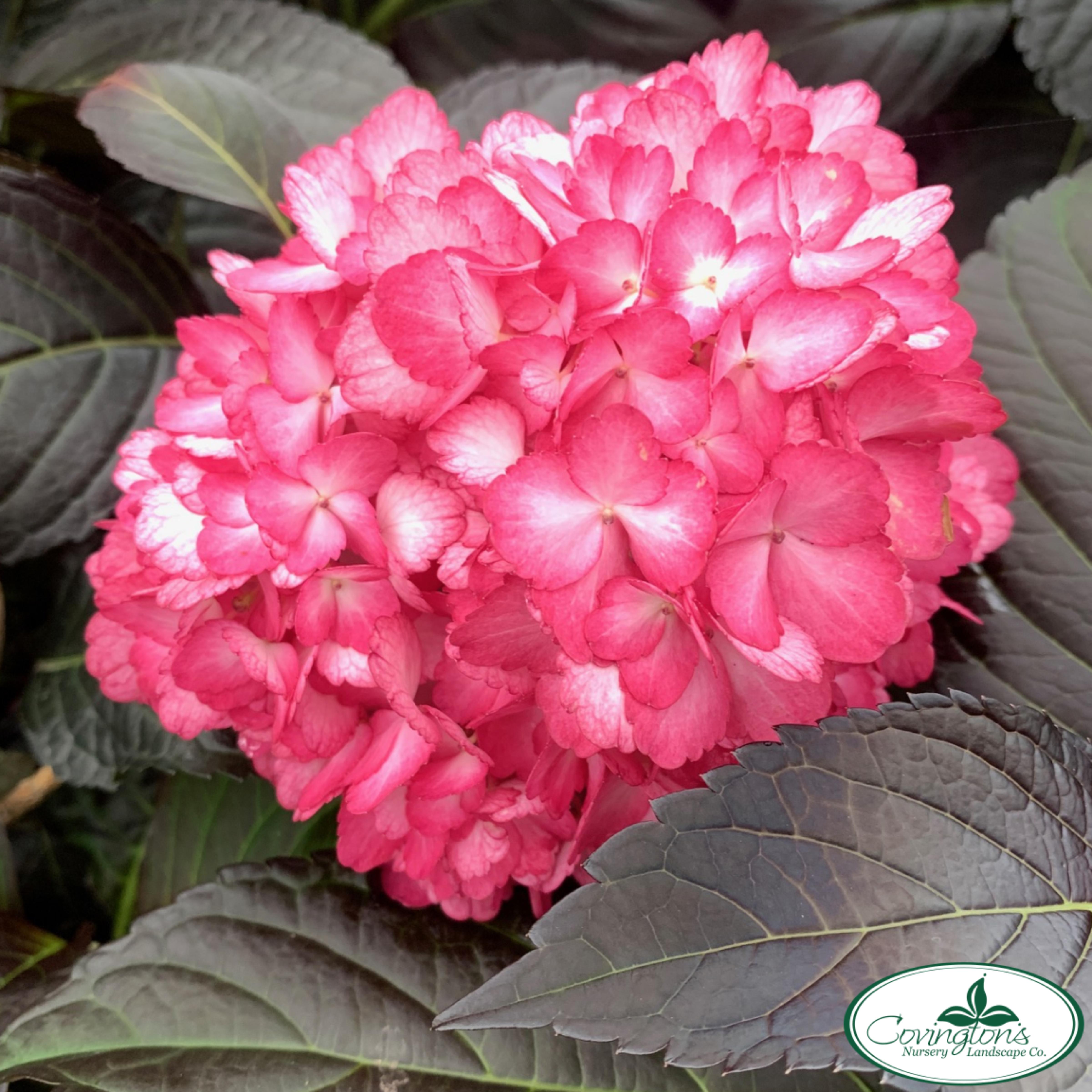 HYDRANGEA eclipse™ – Covingtons