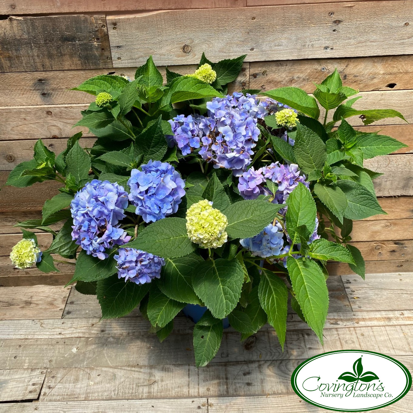 HYDRANGEA endless summer® – Covingtons