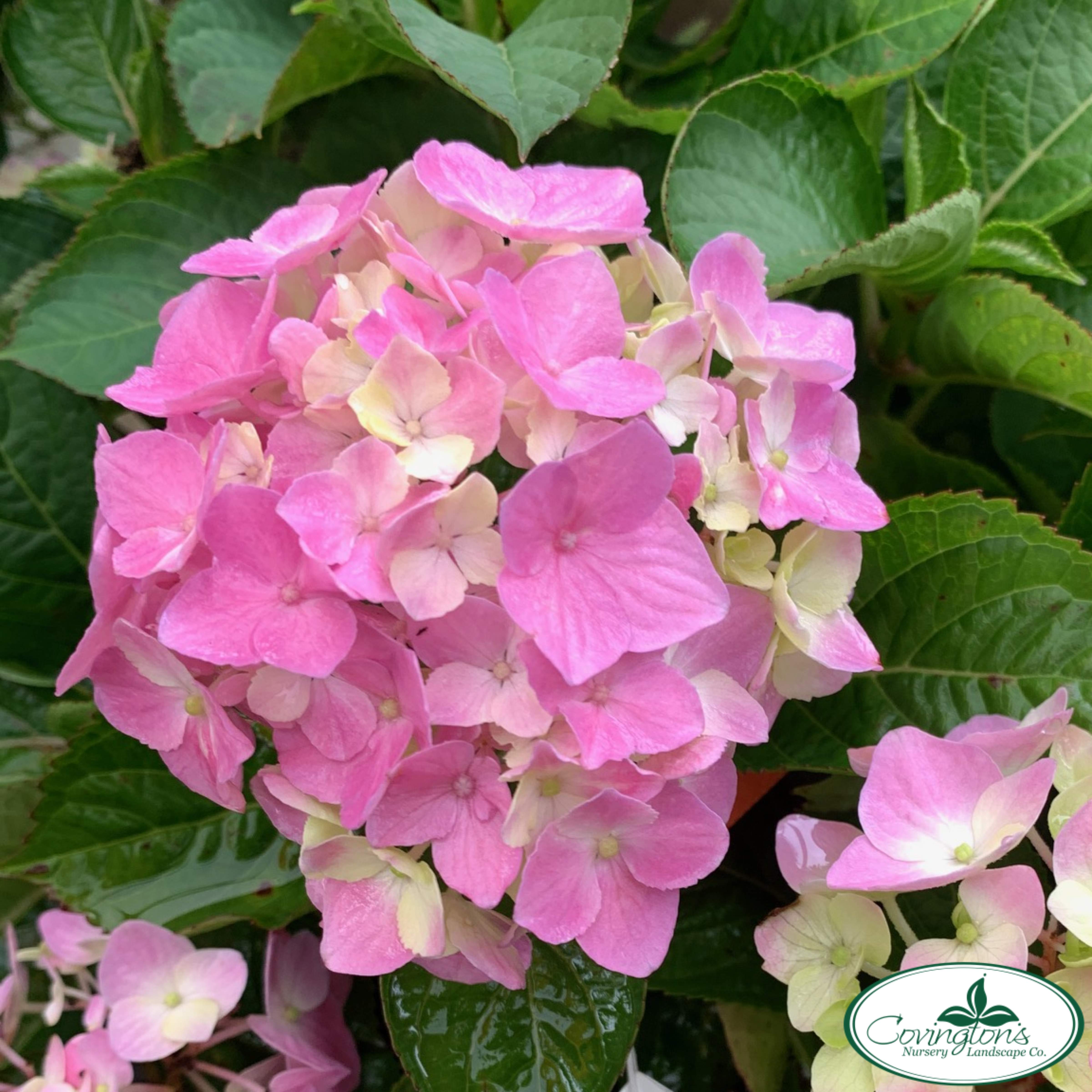 HYDRANGEA let’s dance sky view – Covingtons
