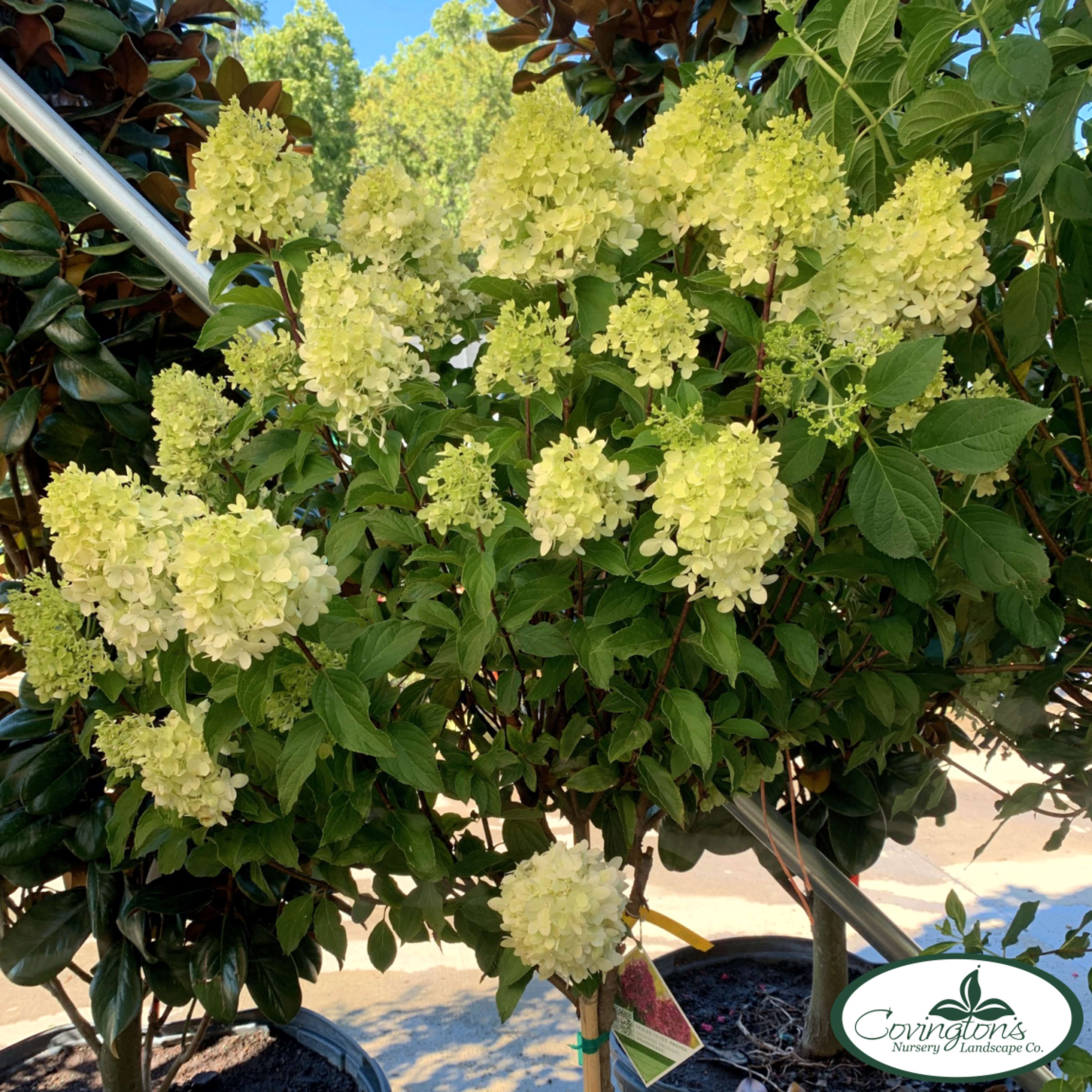 HYDRANGEA limelight prime std. – Covingtons