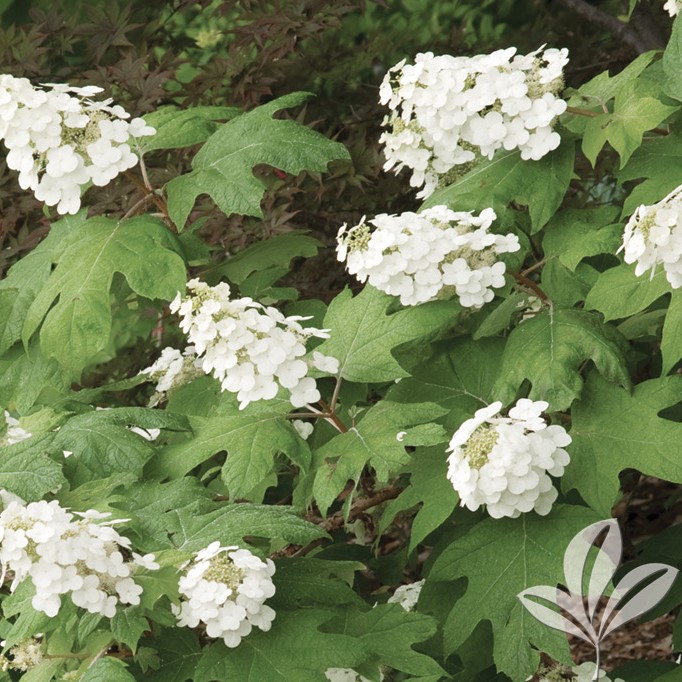 HYDRANGEA oakleaf ellen huff – Covingtons