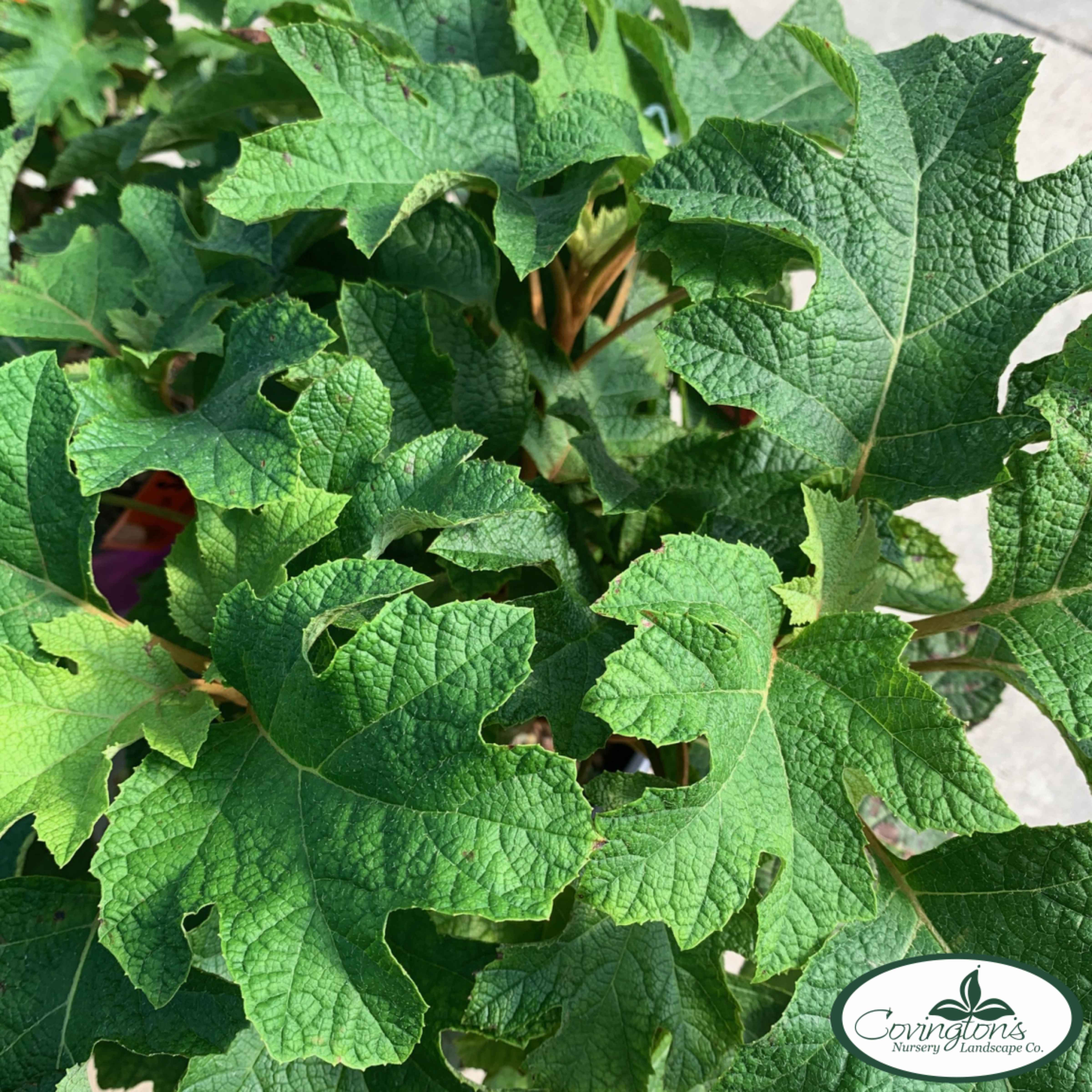 HYDRANGEA oakleaf jetstream™ – Covingtons