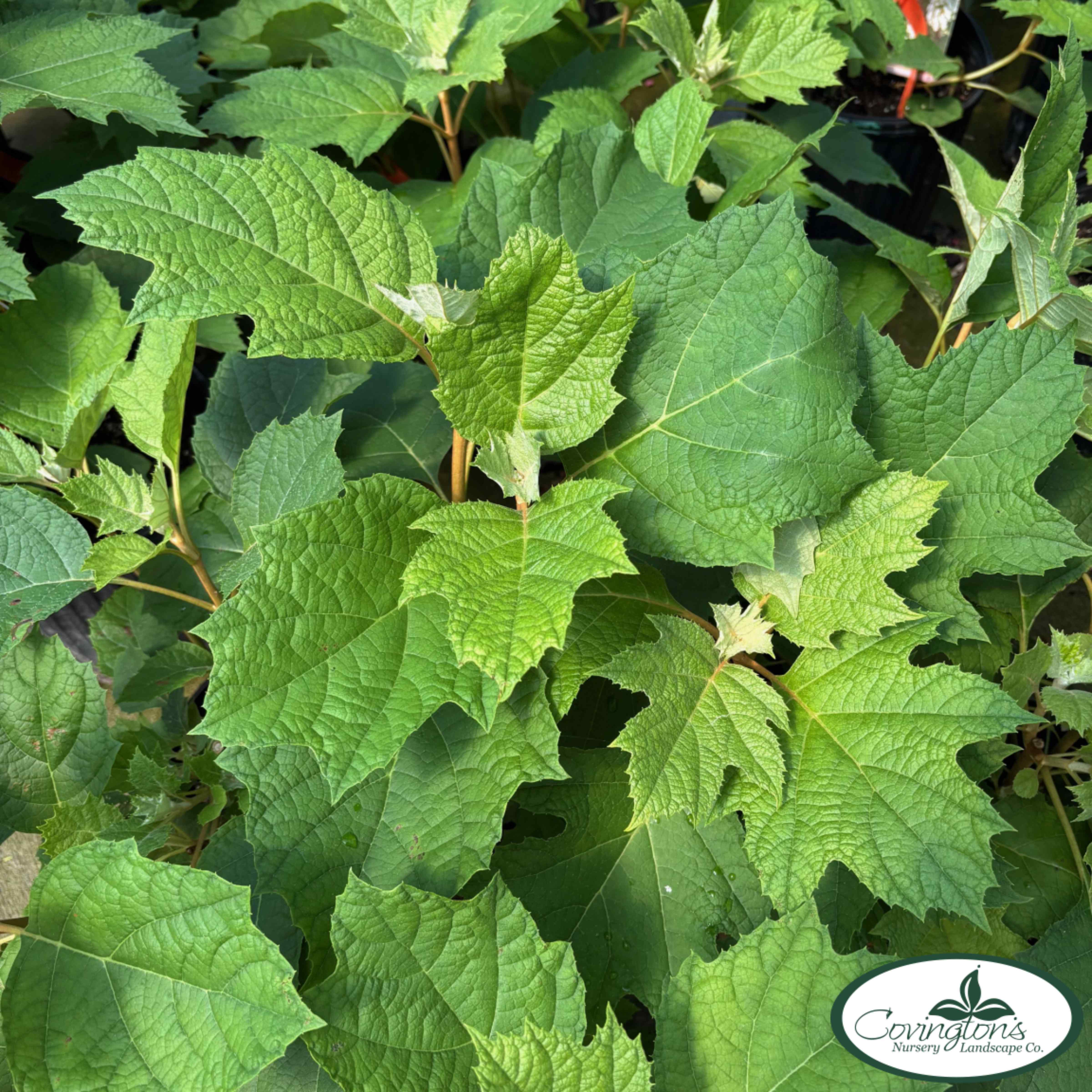 HYDRANGEA oakleaf pee wee – Covingtons