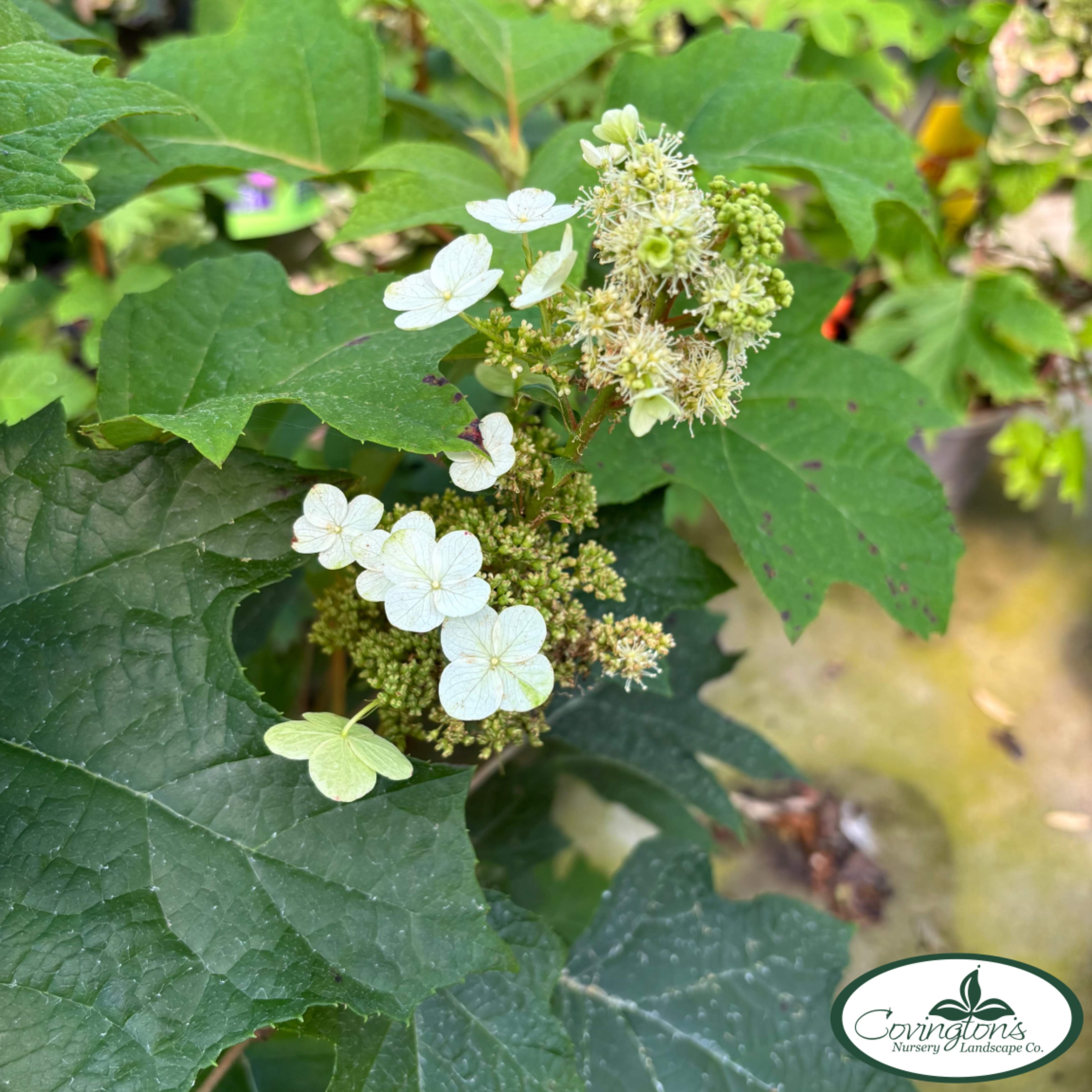 HYDRANGEA oakleaf toy soldier – Covingtons