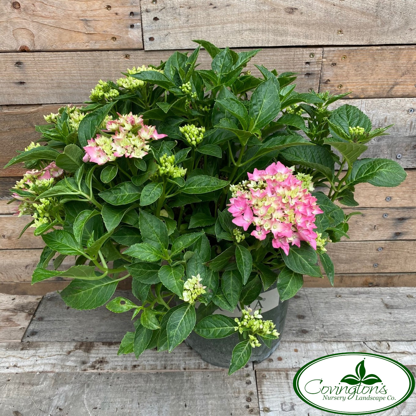 HYDRANGEA pink elf® – Covingtons