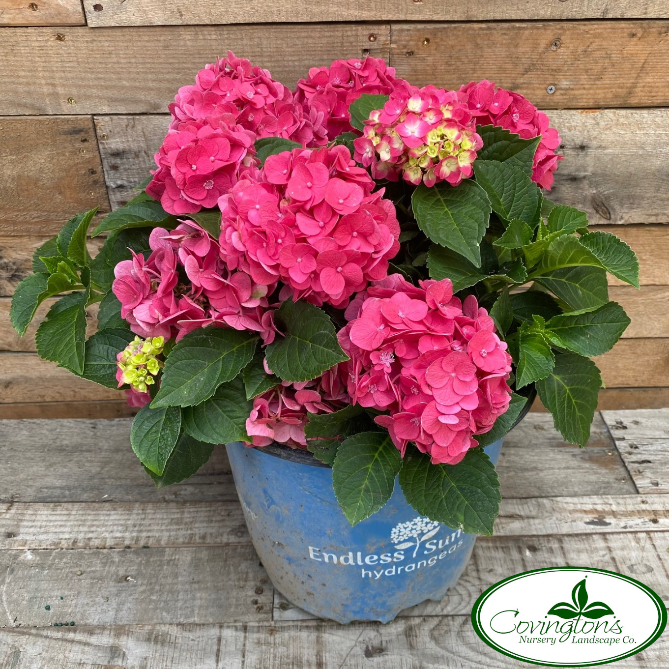 HYDRANGEA summer crush® – Covingtons