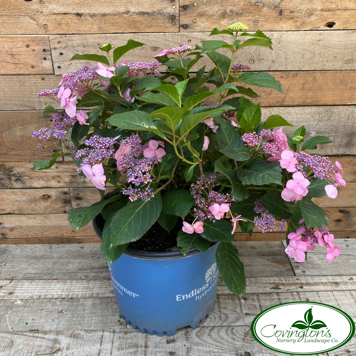 HYDRANGEA twist n shout® – Covingtons