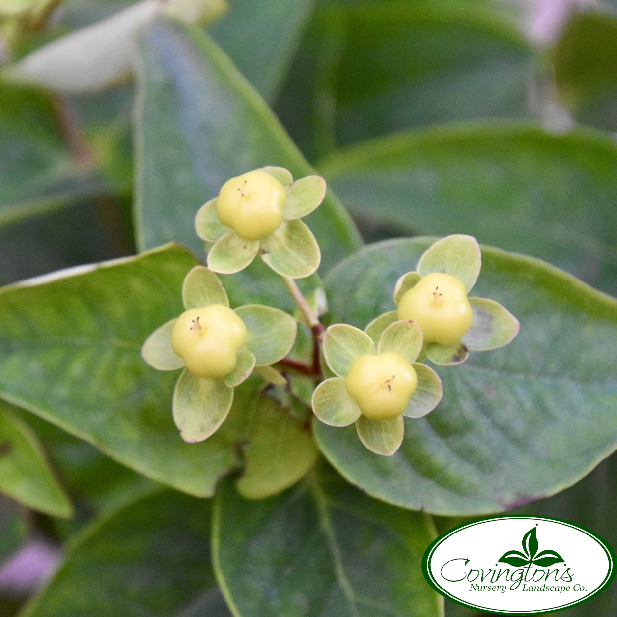 HYPERICUM floralberry chardnay – Covingtons