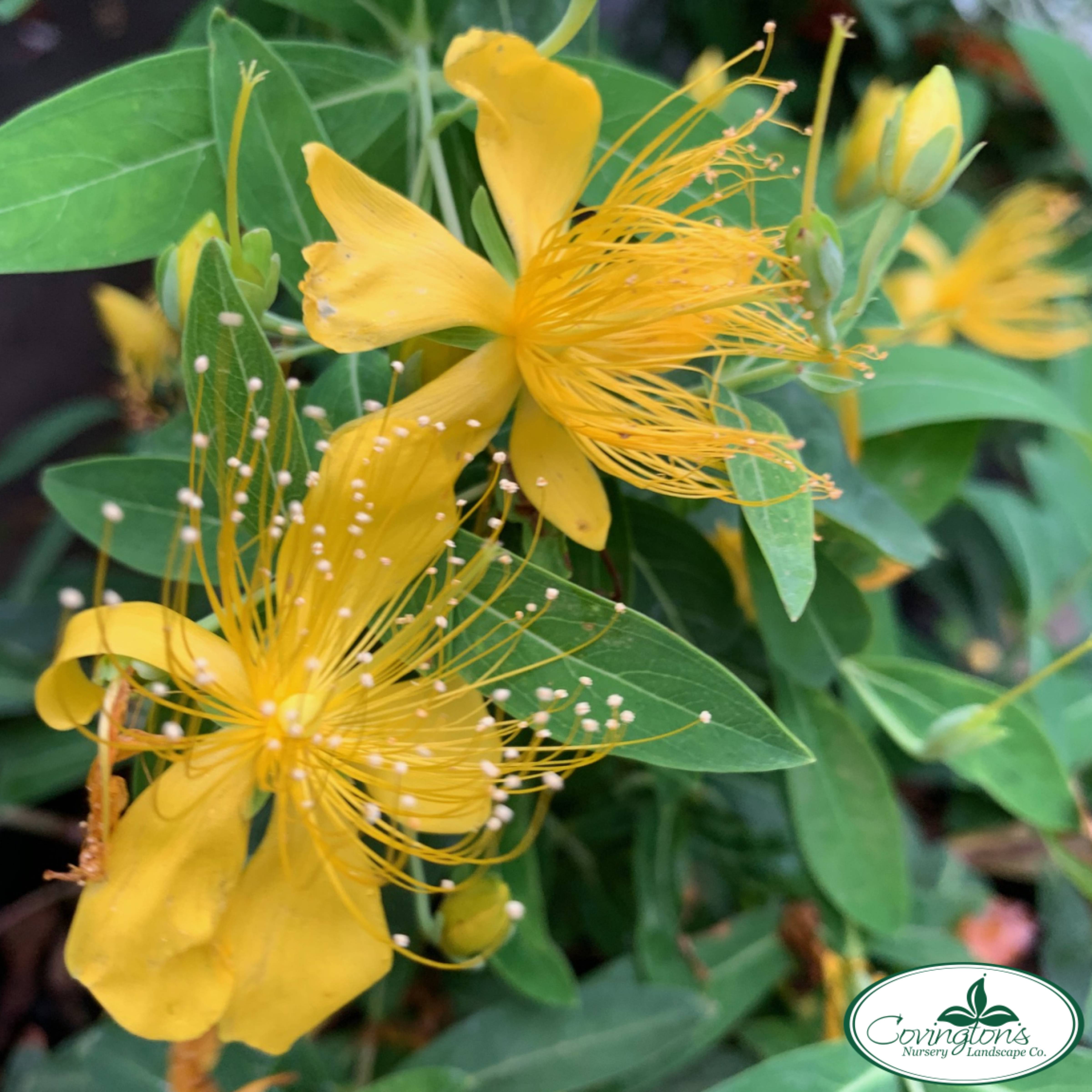 HYPERICUM henryi – Covingtons