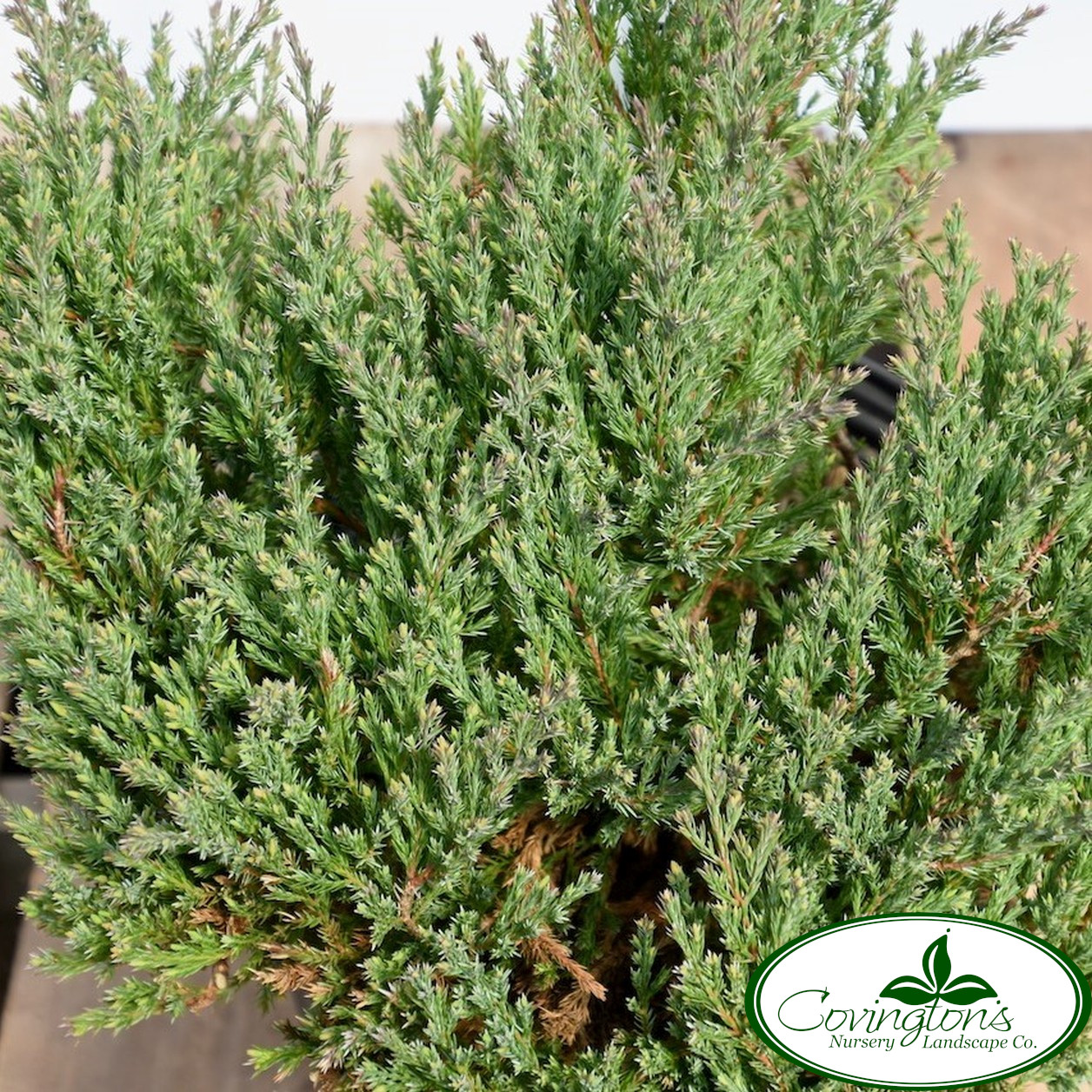 JUNIPER andorra compacta – Covingtons