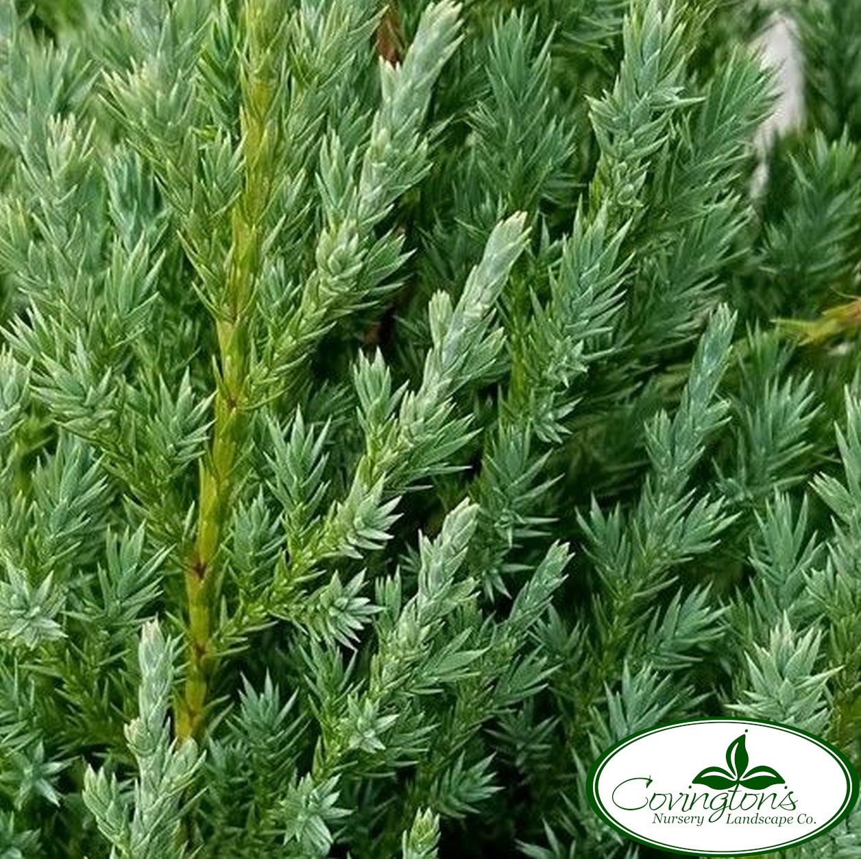 JUNIPER blue point – Covingtons