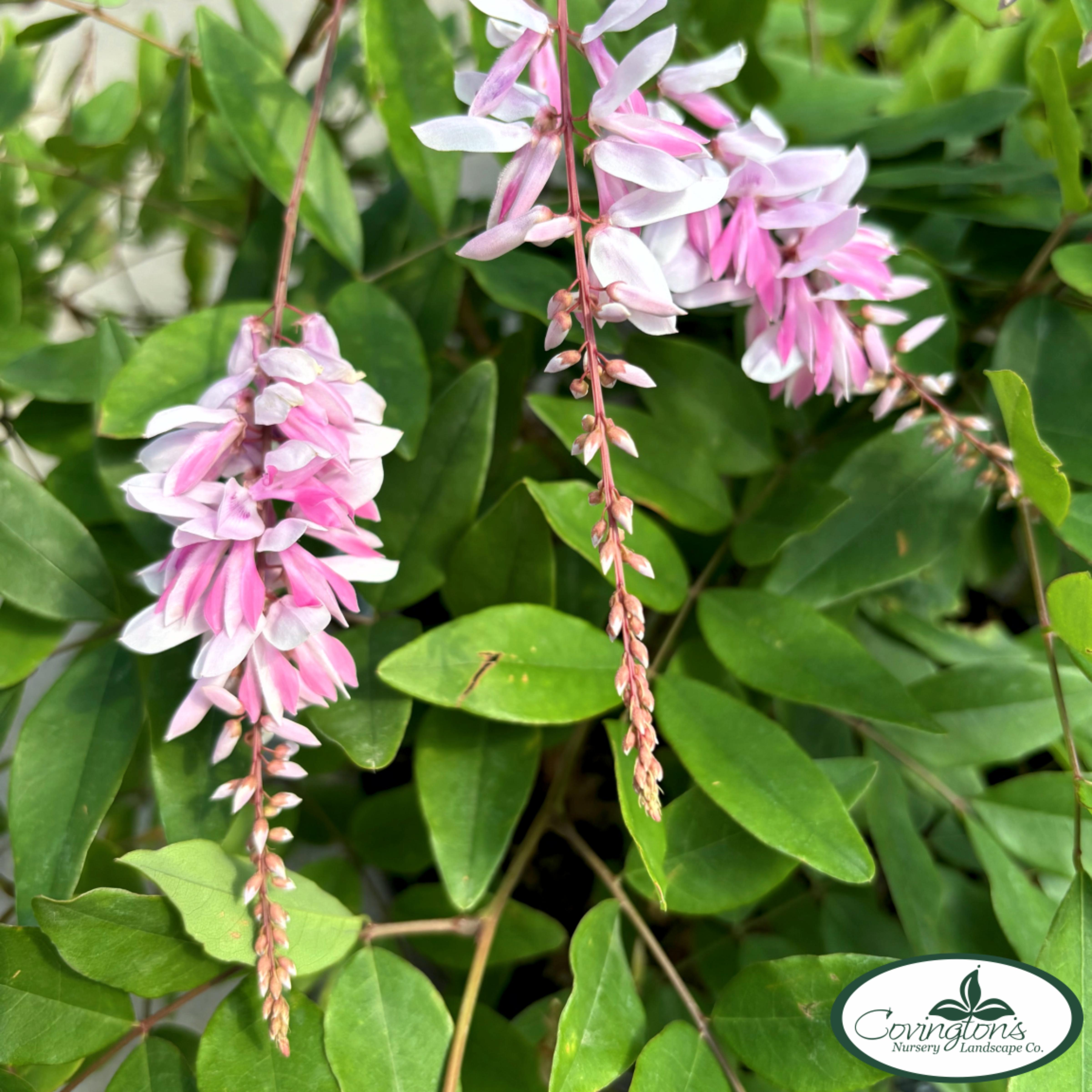 CHINESE INDIGO pink – Covingtons