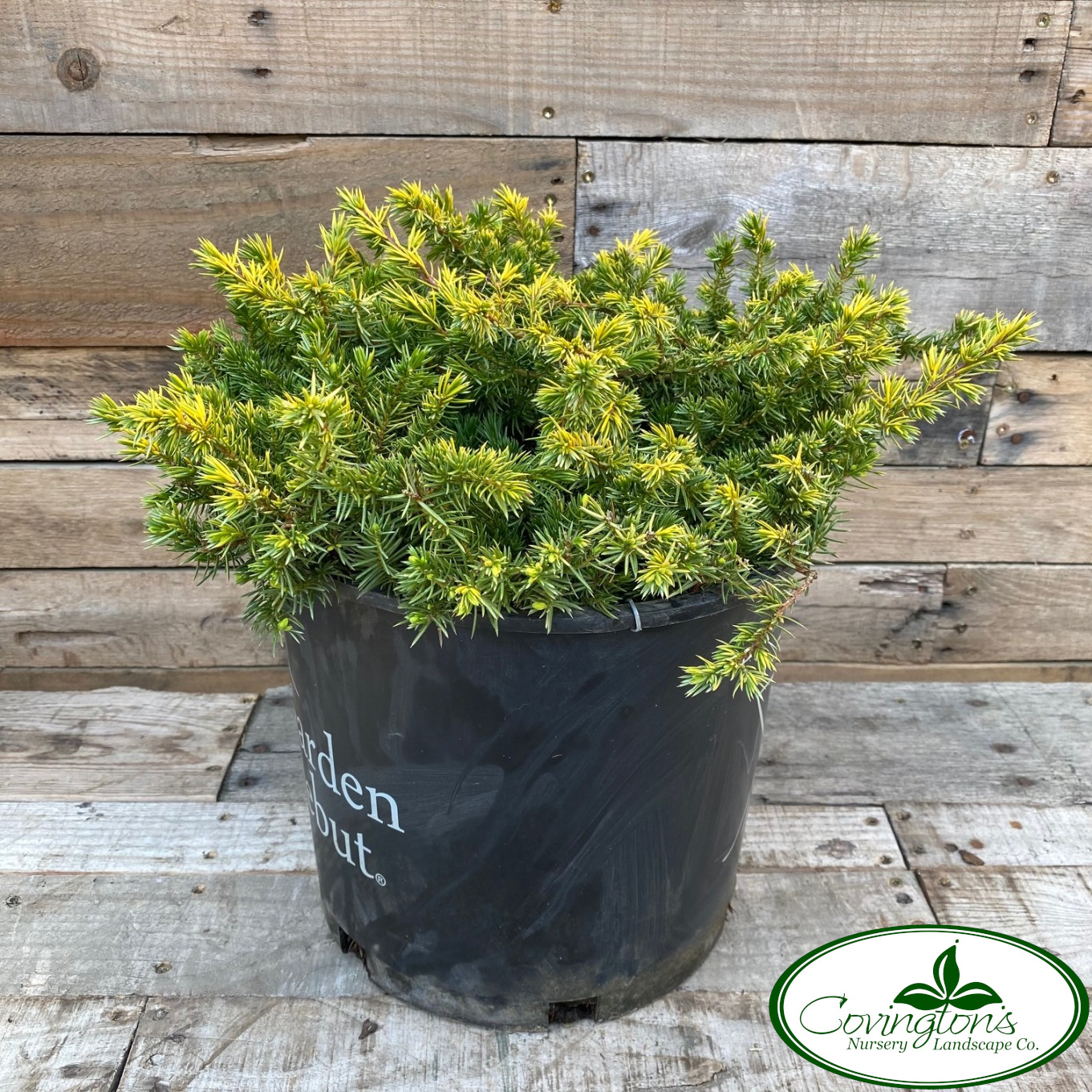 JUNIPER golden pacific™ – Covingtons