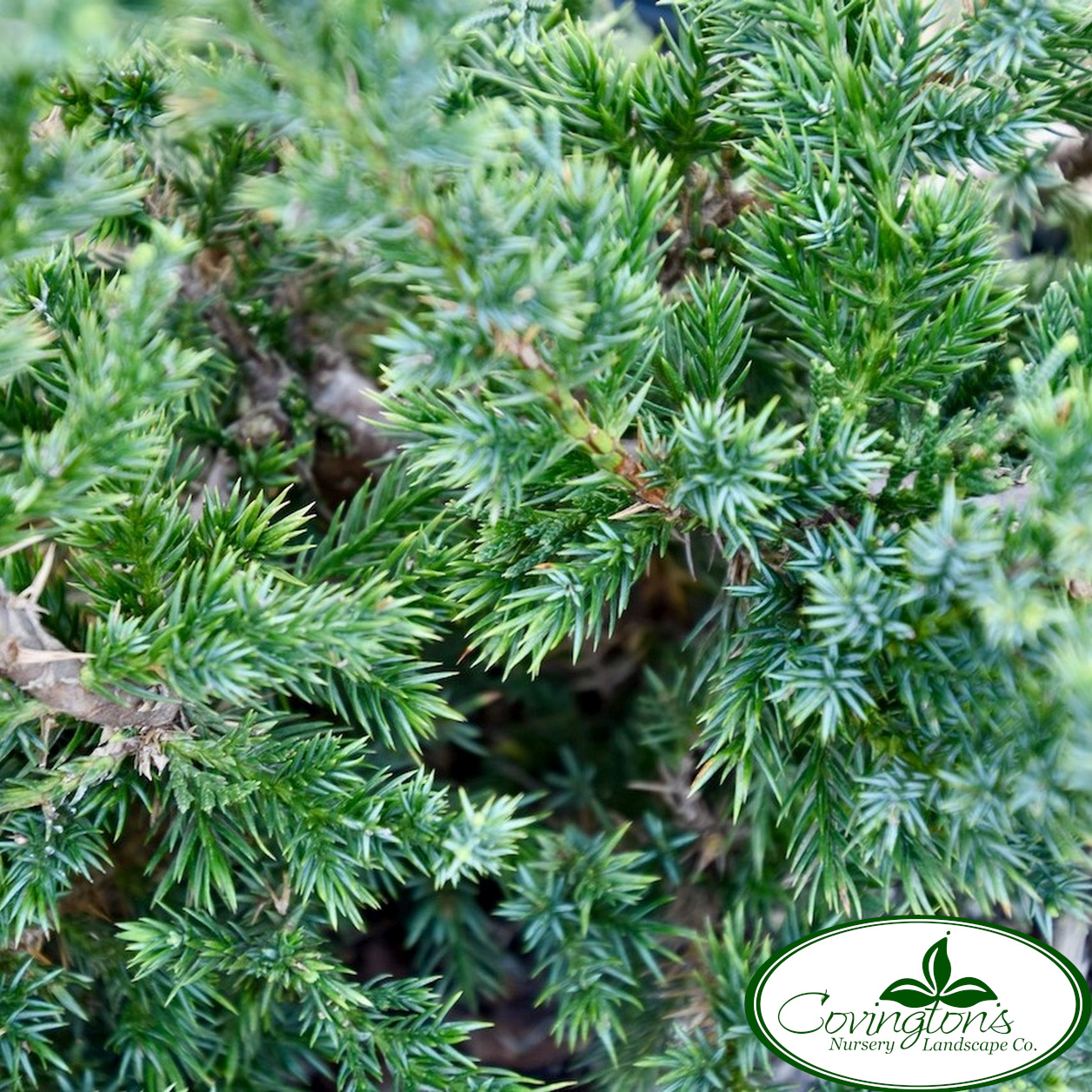 JUNIPER parson’s – Covingtons