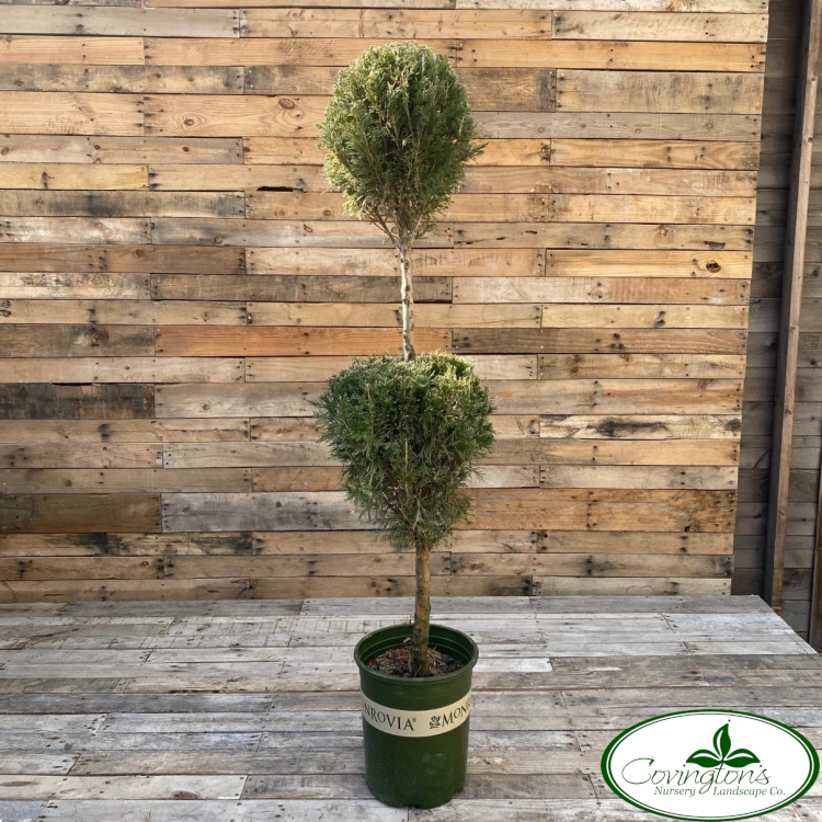 JUNIPER spartan poodle 2 ball – Covingtons