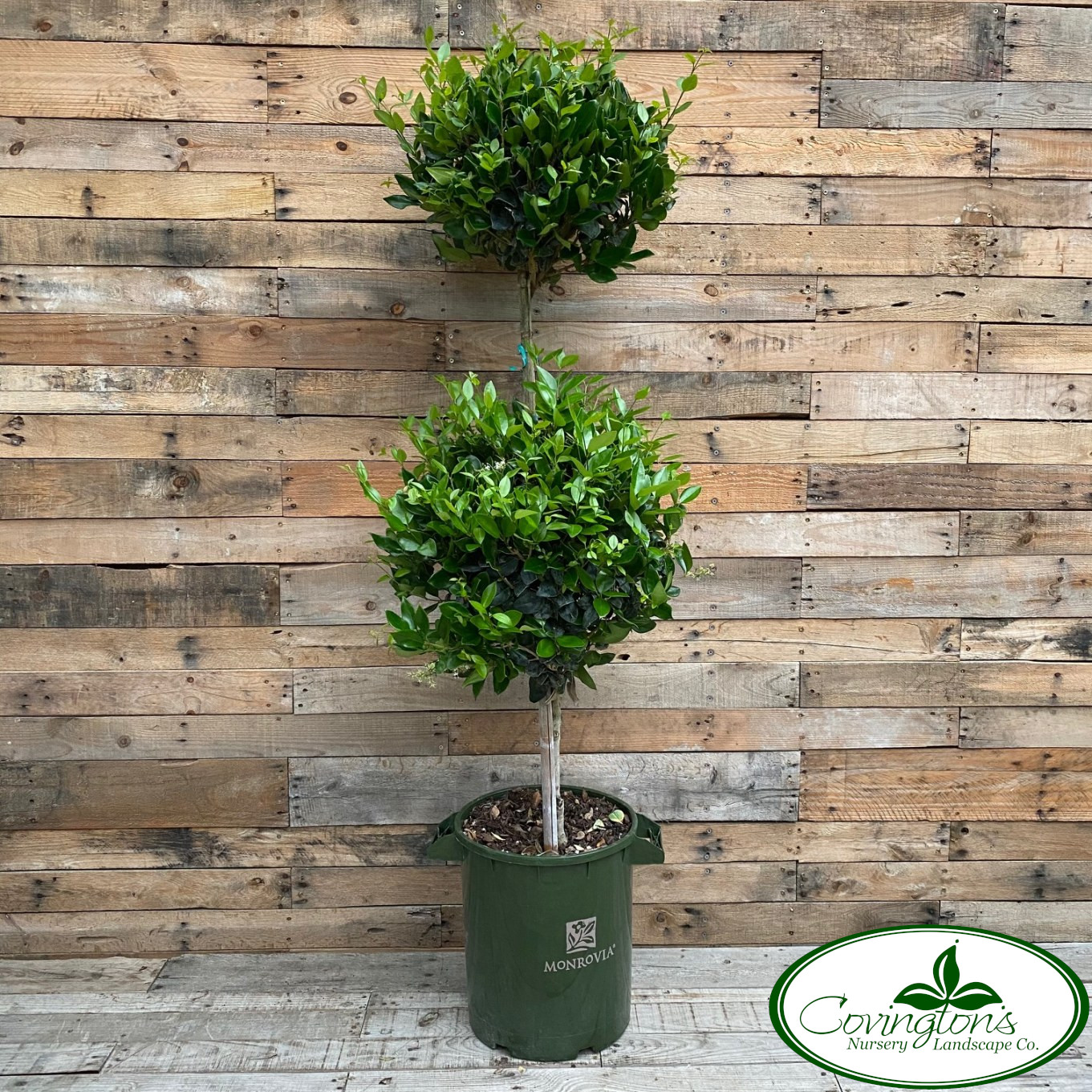 LIGUSTRUM poodle 2 ball – Covingtons