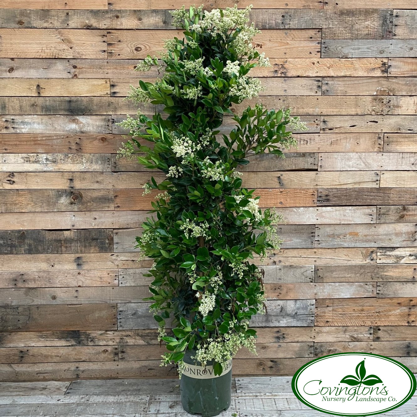 LIGUSTRUM pyramid – Covingtons